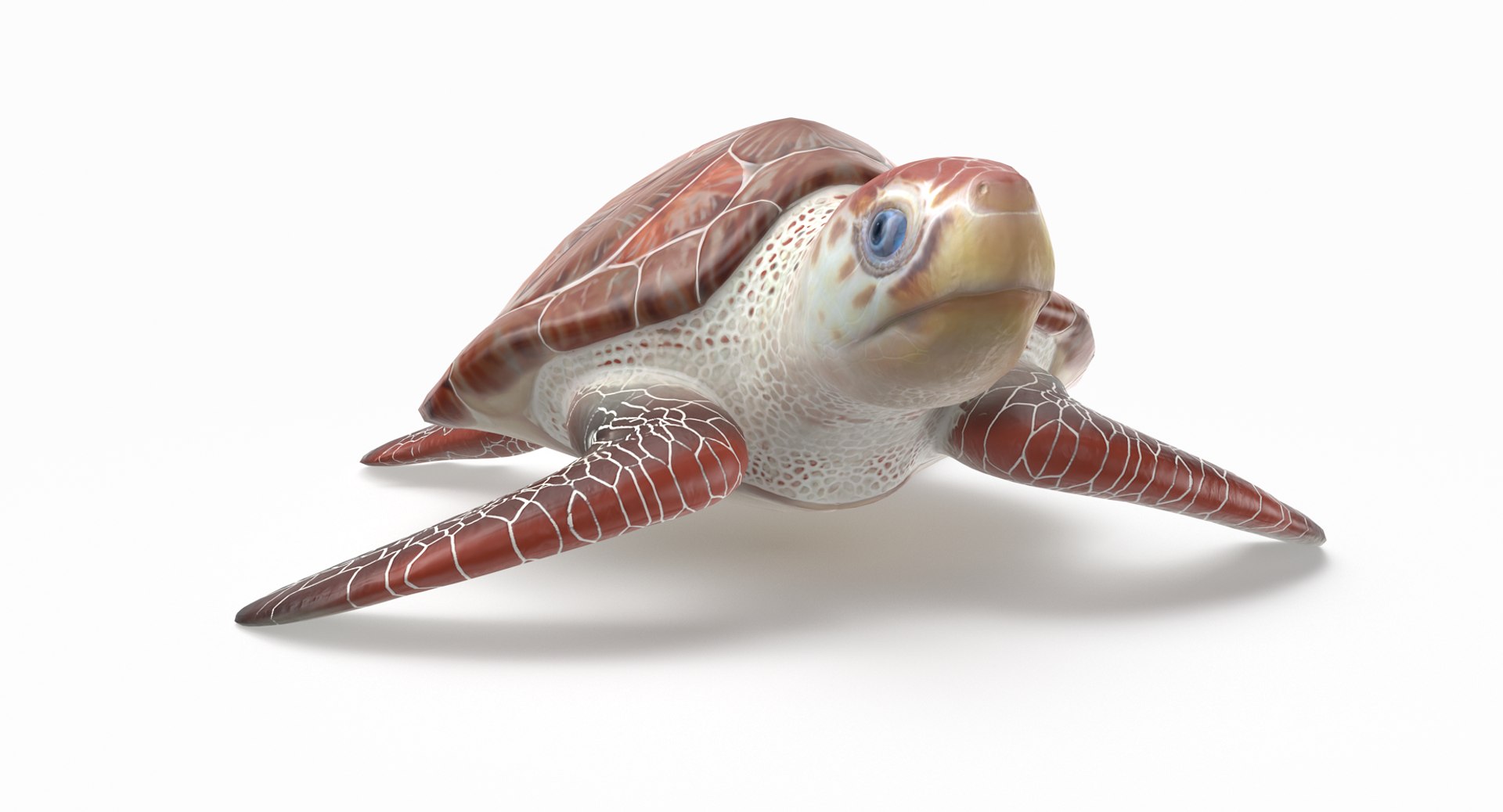 Loggerhead Sea Turtle Model - TurboSquid 1384445