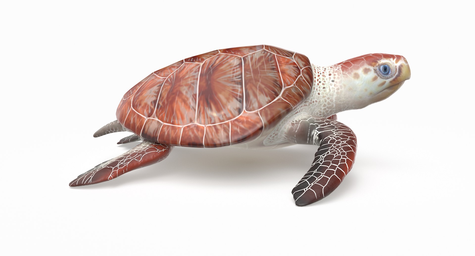 Loggerhead Sea Turtle Model - TurboSquid 1384445