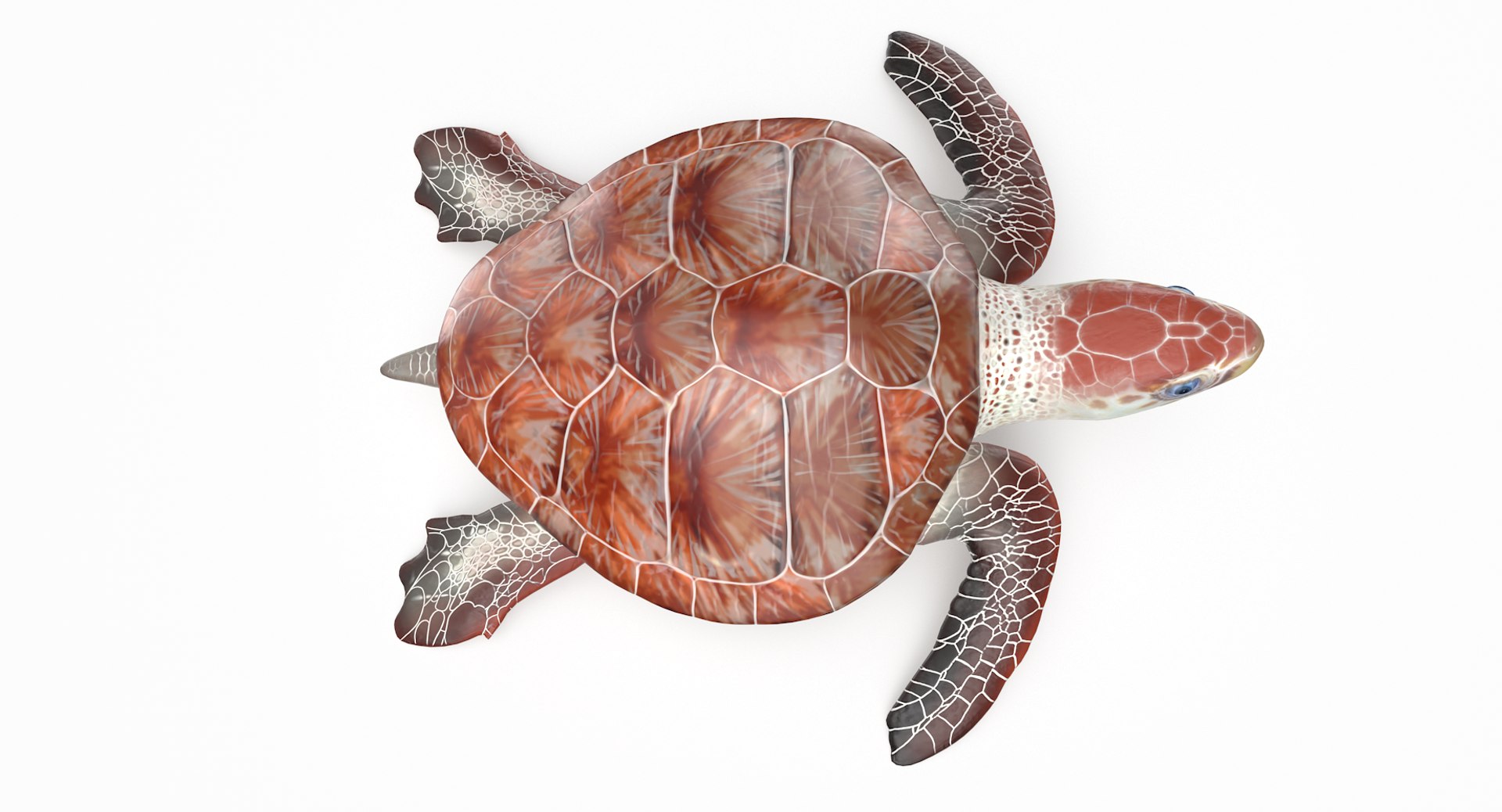 Loggerhead Sea Turtle Model - TurboSquid 1384445