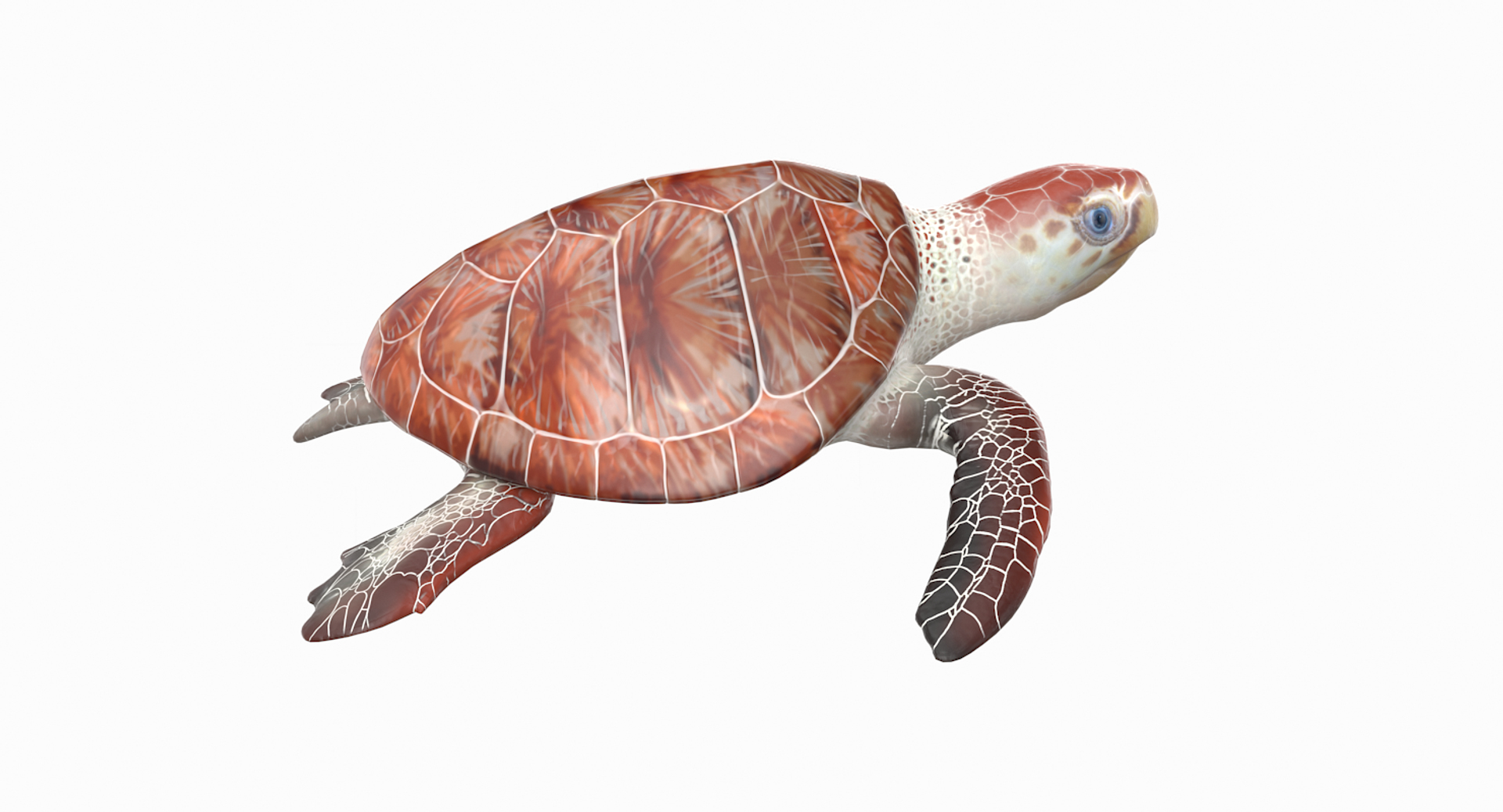 Loggerhead Sea Turtle Model - TurboSquid 1384445