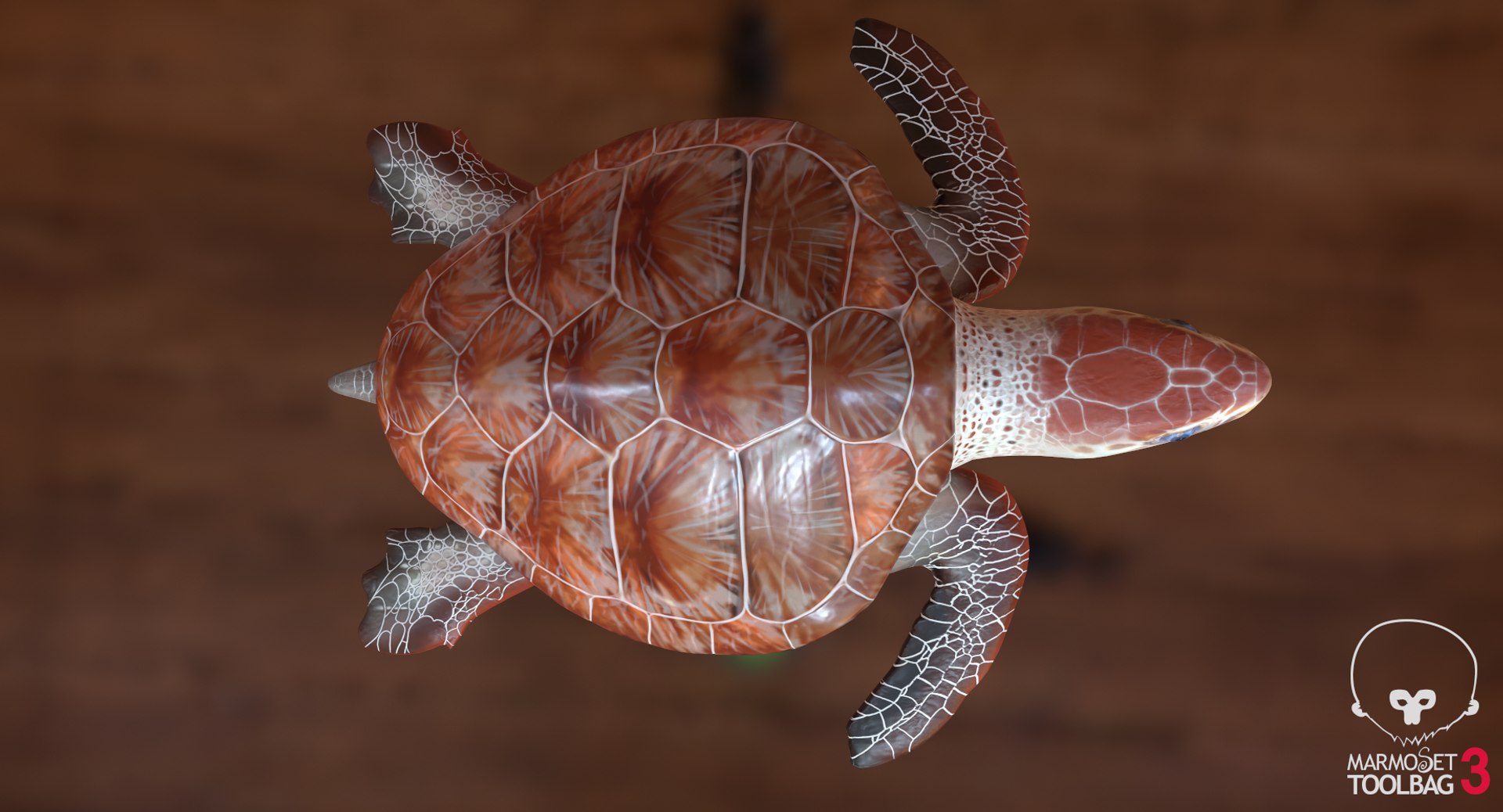 Loggerhead Sea Turtle Model - TurboSquid 1384445