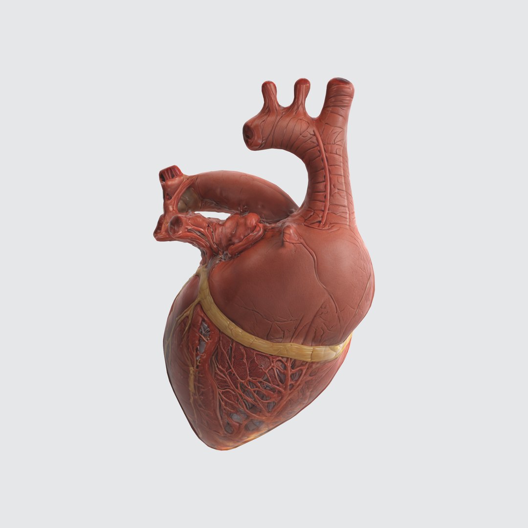 3D A Realistic Anatomical Model Of A Human Heart - TurboSquid 2261131