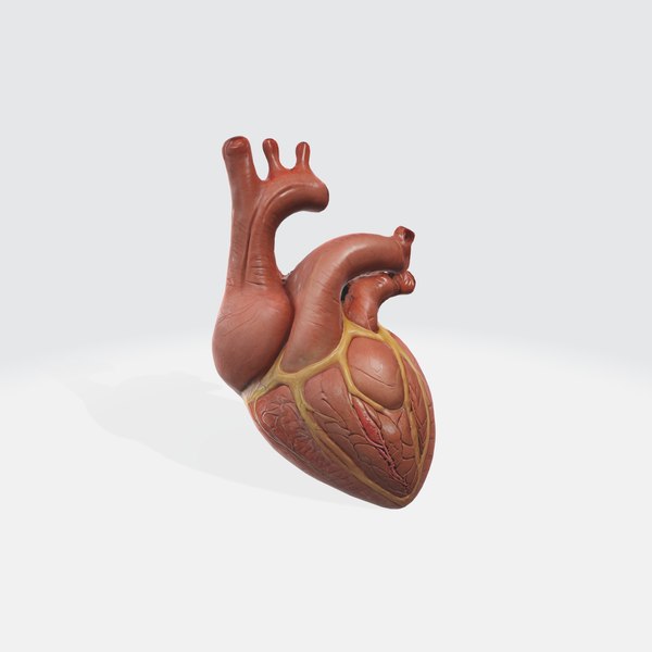 modelo 3d Un modelo anatómico realista de un corazón humano ...