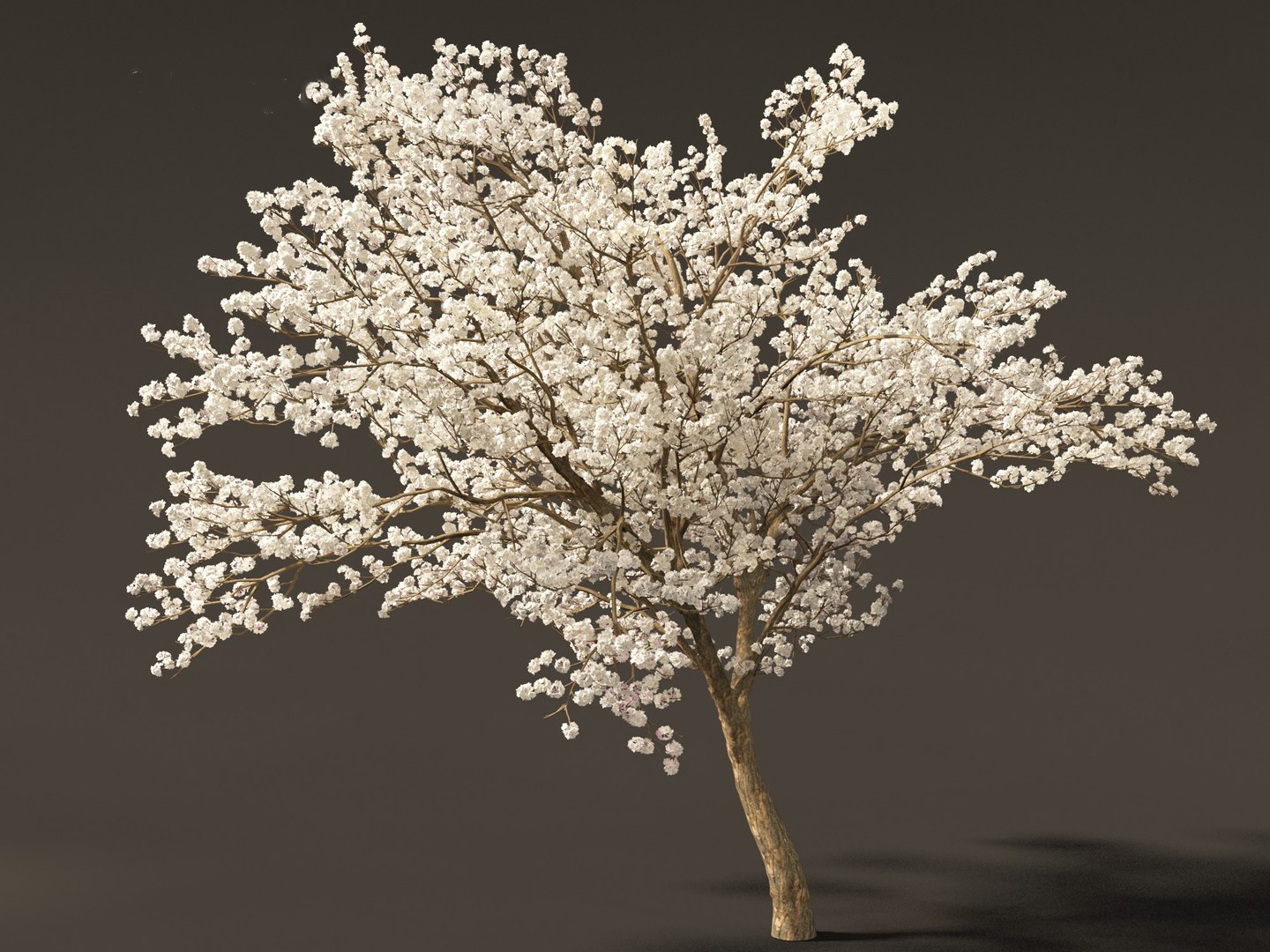 3D Tabebuia Roseoalba - White Ipe Model - TurboSquid 2148612