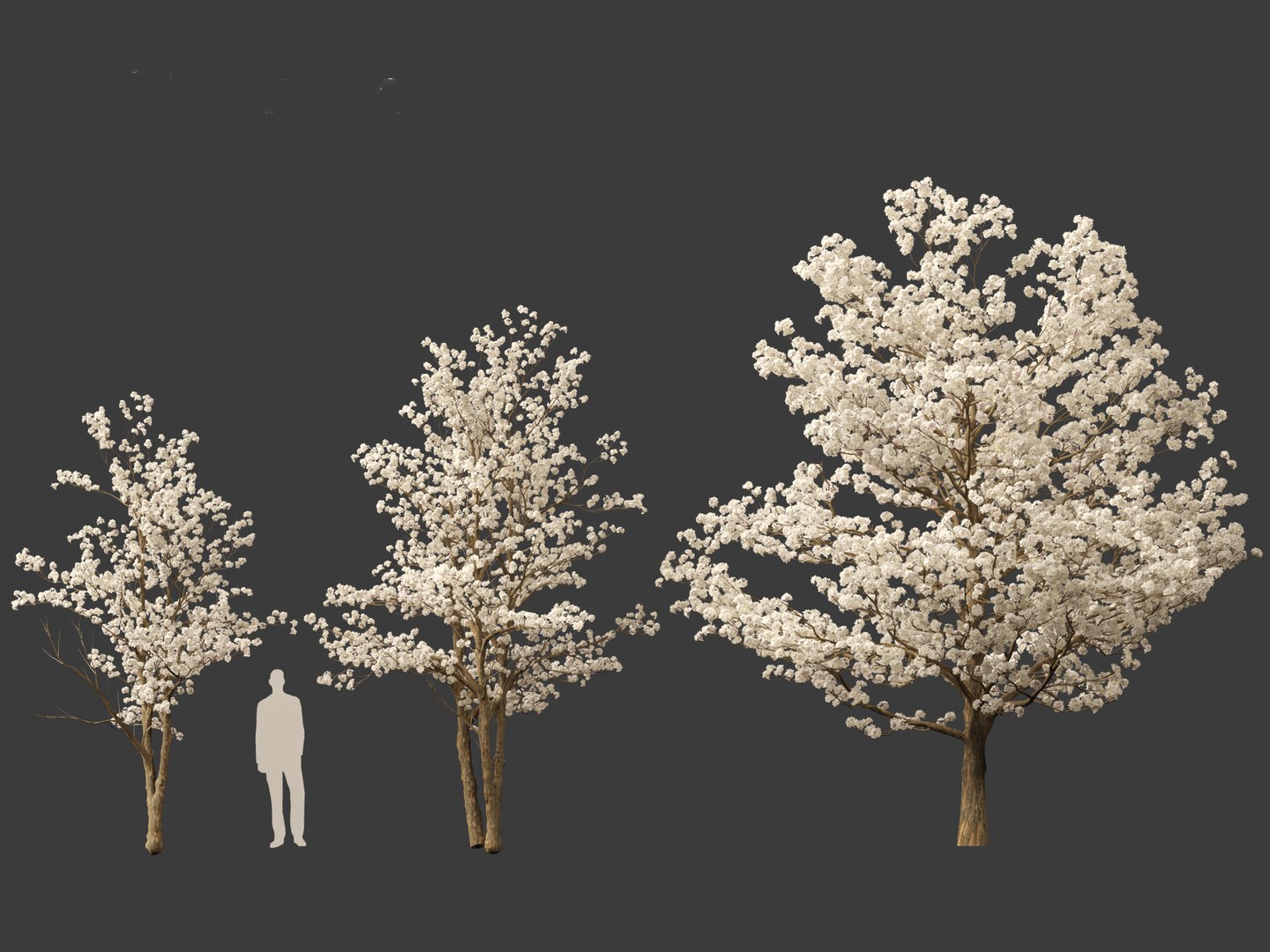 3D Tabebuia Roseoalba - White Ipe Model - TurboSquid 2148612