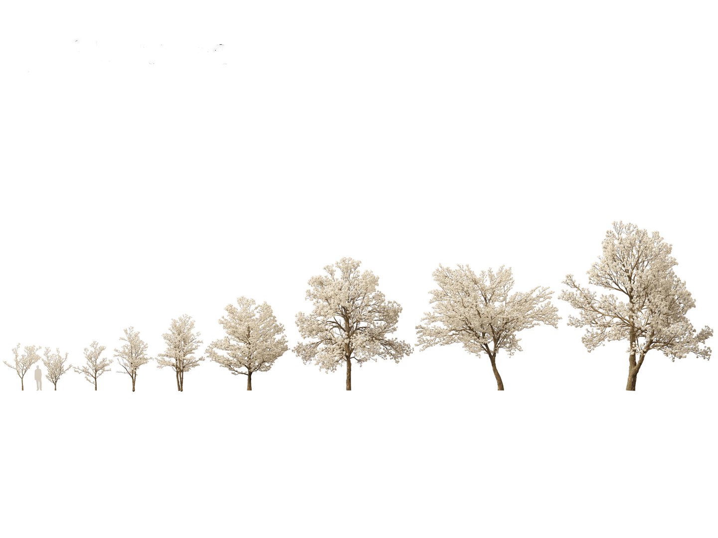 3D Tabebuia Roseoalba - White Ipe Model - TurboSquid 2148612