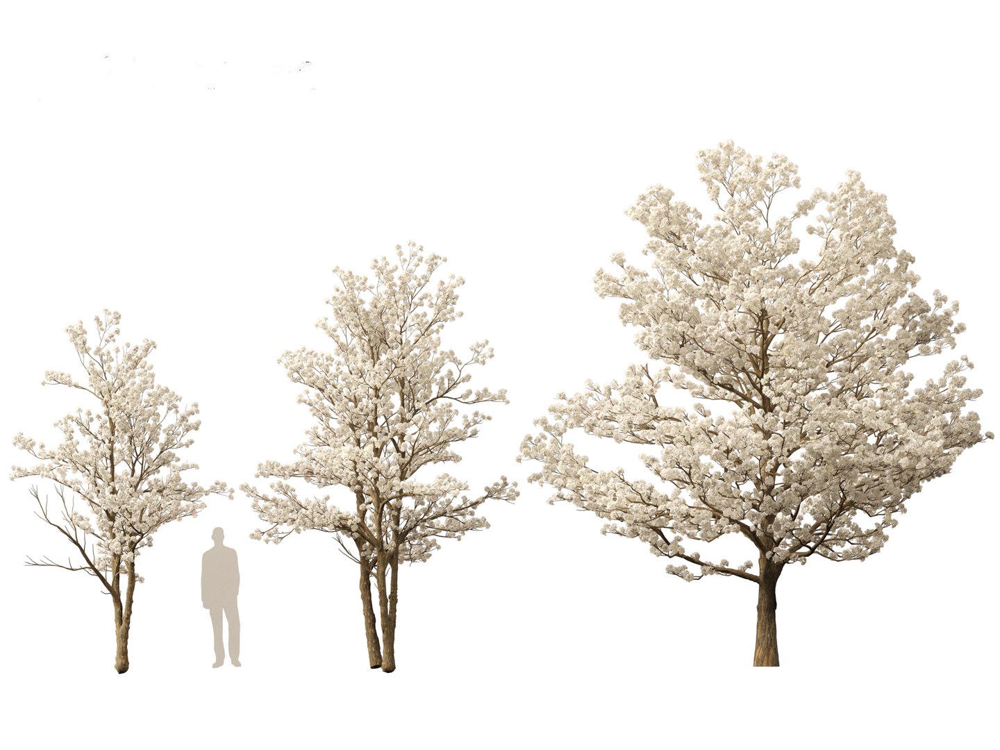 3D Tabebuia Roseoalba - White Ipe Model - TurboSquid 2148612