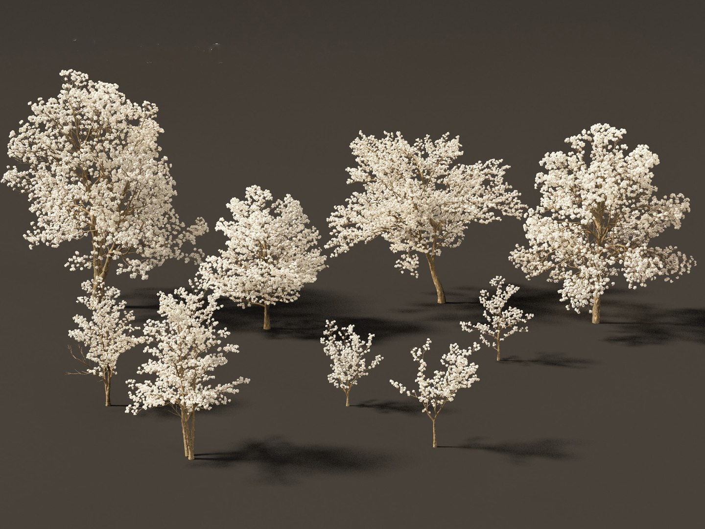 3D Tabebuia Roseoalba - White Ipe Model - TurboSquid 2148612