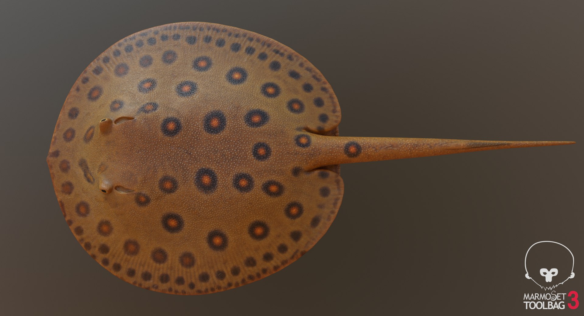 3D Freshwater Stingray Model - TurboSquid 1419812