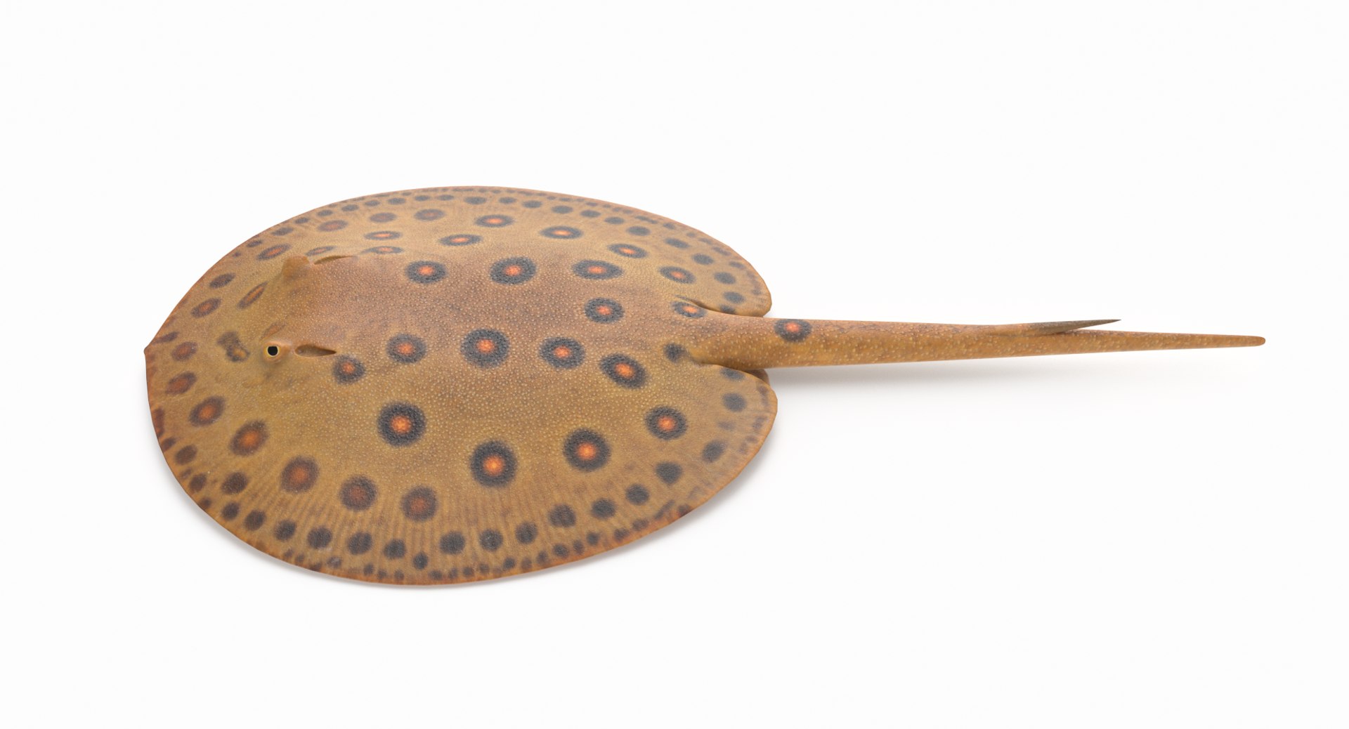 3D Freshwater Stingray Model - TurboSquid 1419812