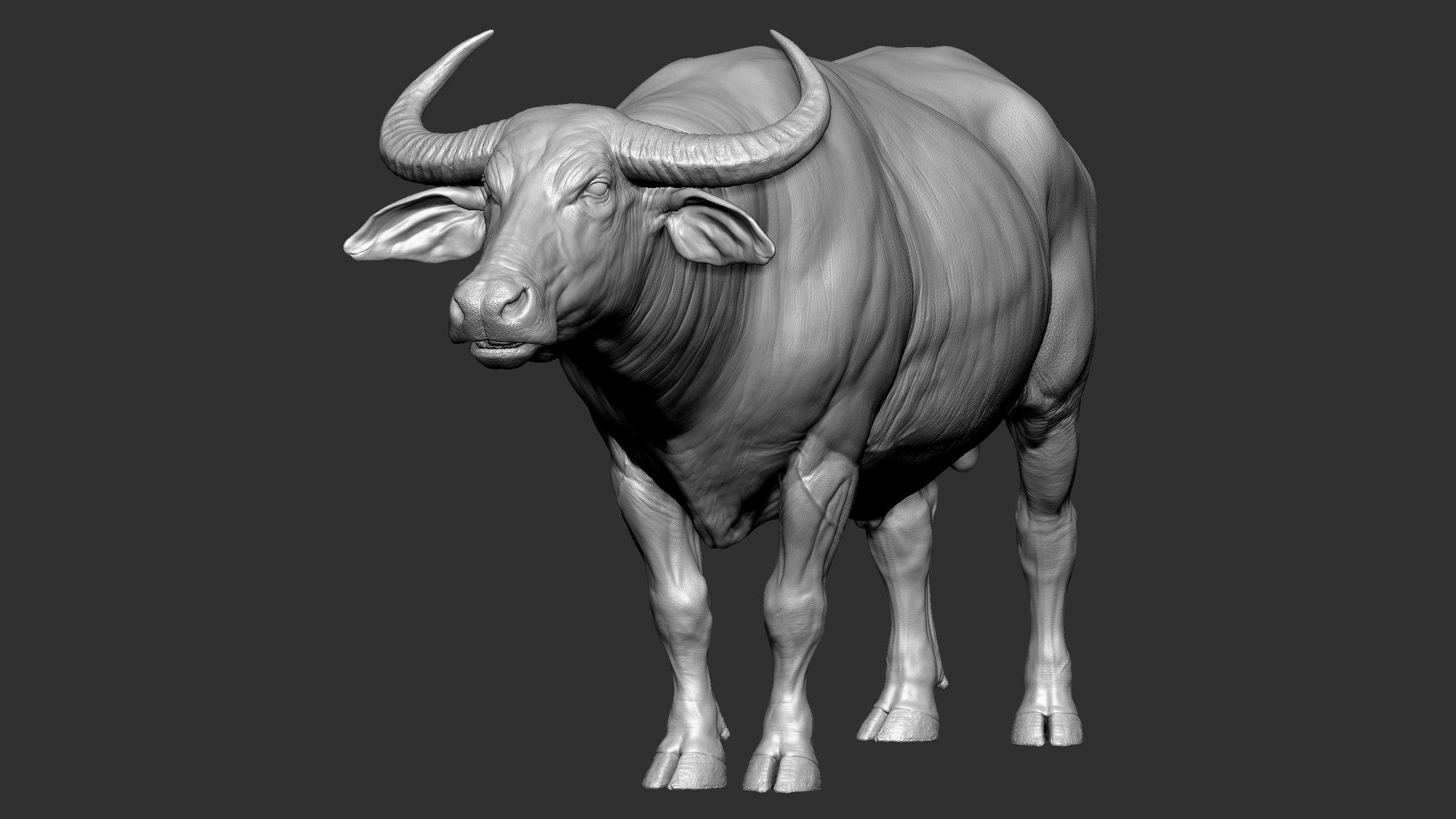 Water Buffalo Bubalus Bubalis Asian VFX Zbrush Digitale Sculpture Model - TurboSquid 1798456
