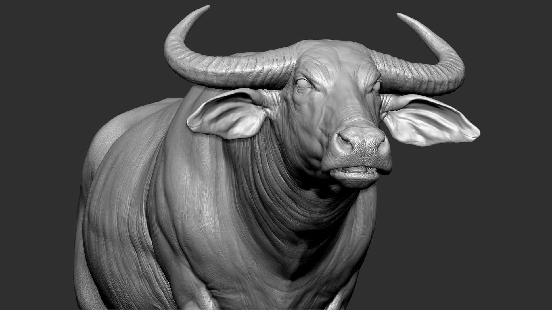 Water Buffalo Bubalus Bubalis Asian VFX Zbrush Digitale Sculpture Model ...
