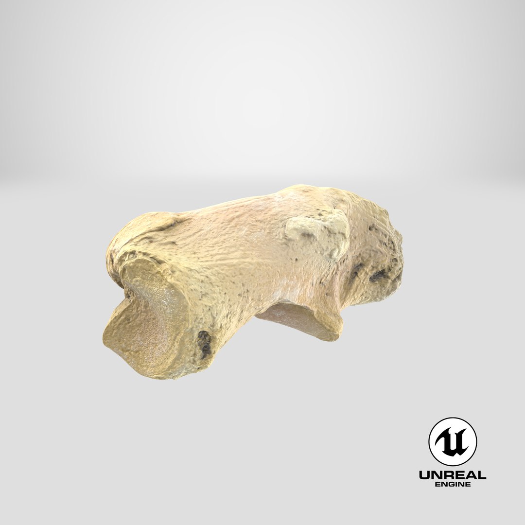Pavian Monkey Male Calcaneus Bone 01 3D model - TurboSquid 2071813