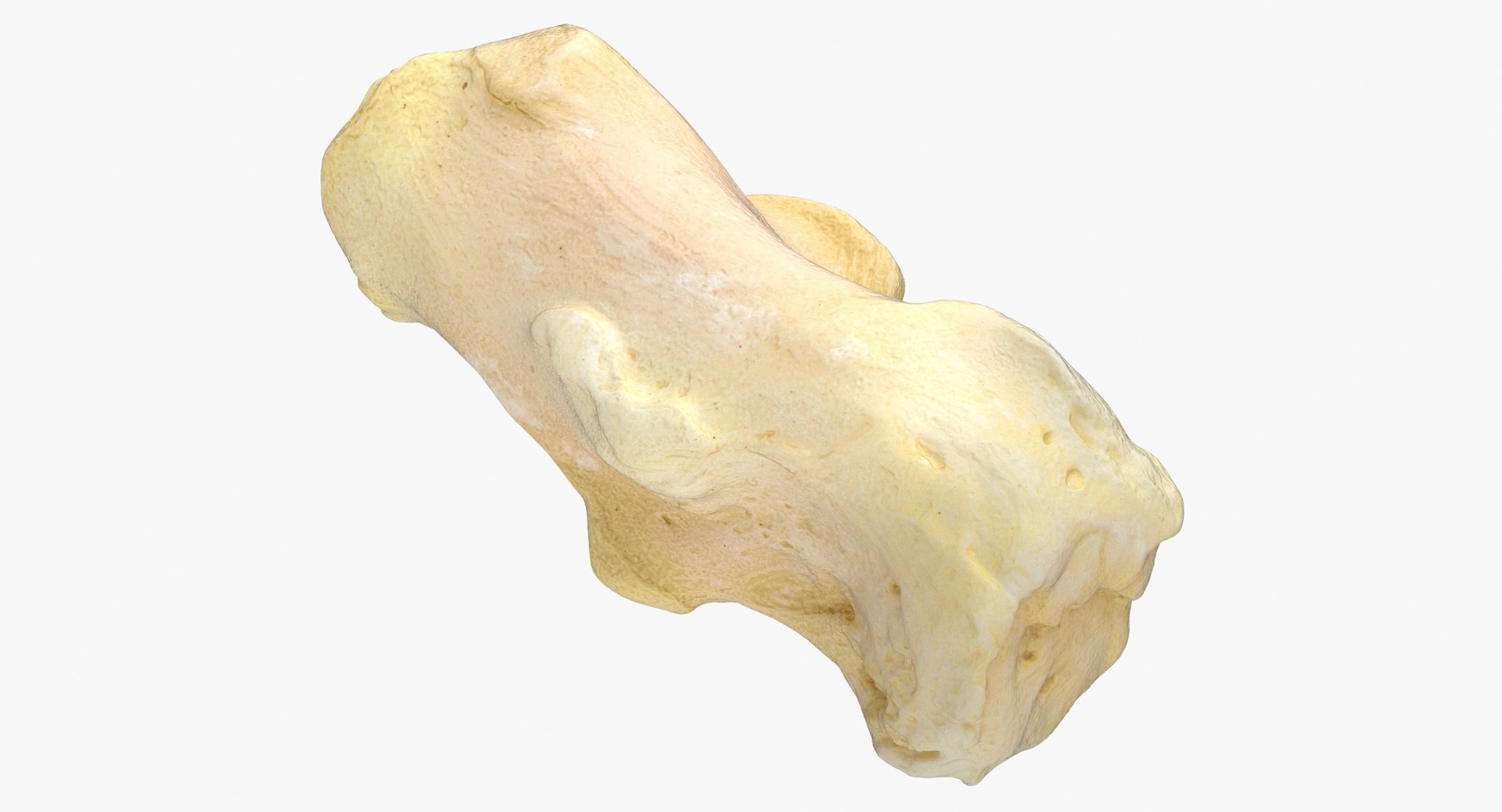 Pavian Monkey Male Calcaneus Bone 01 3D model - TurboSquid 2071813