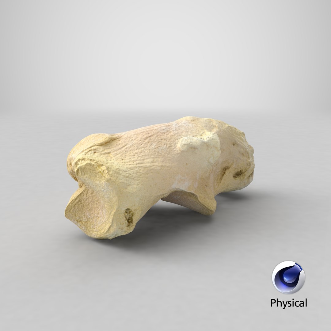 Pavian Monkey Male Calcaneus Bone 01 3D model - TurboSquid 2071813