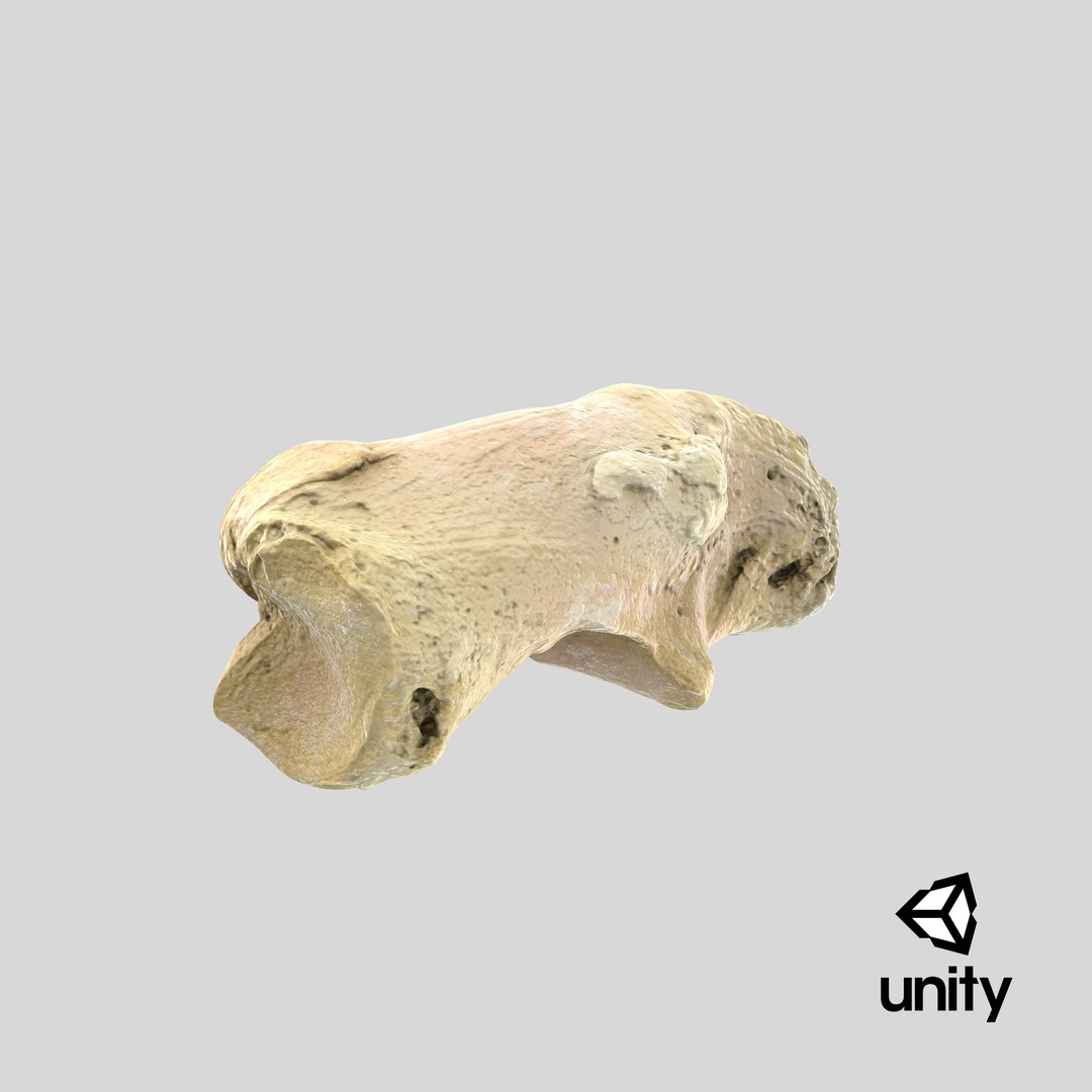 Pavian Monkey Male Calcaneus Bone 01 3D model - TurboSquid 2071813