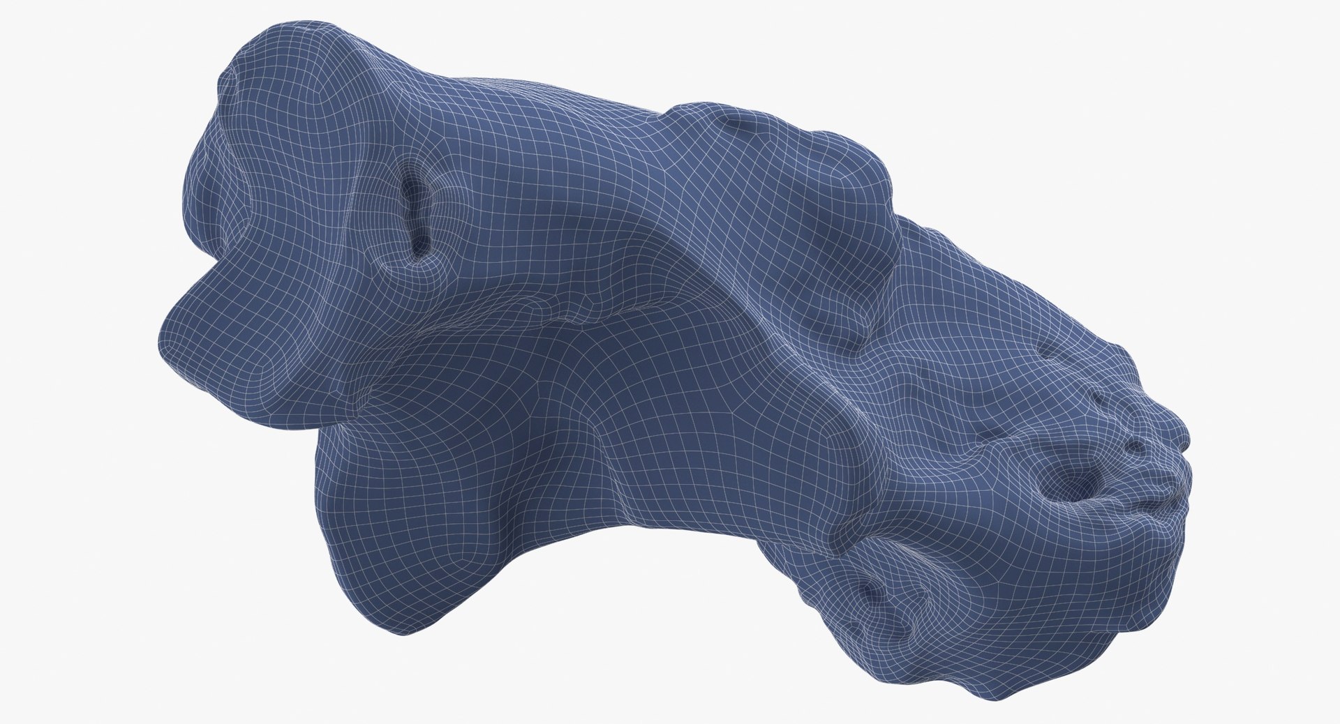 Pavian Monkey Male Calcaneus Bone 01 3D model - TurboSquid 2071813