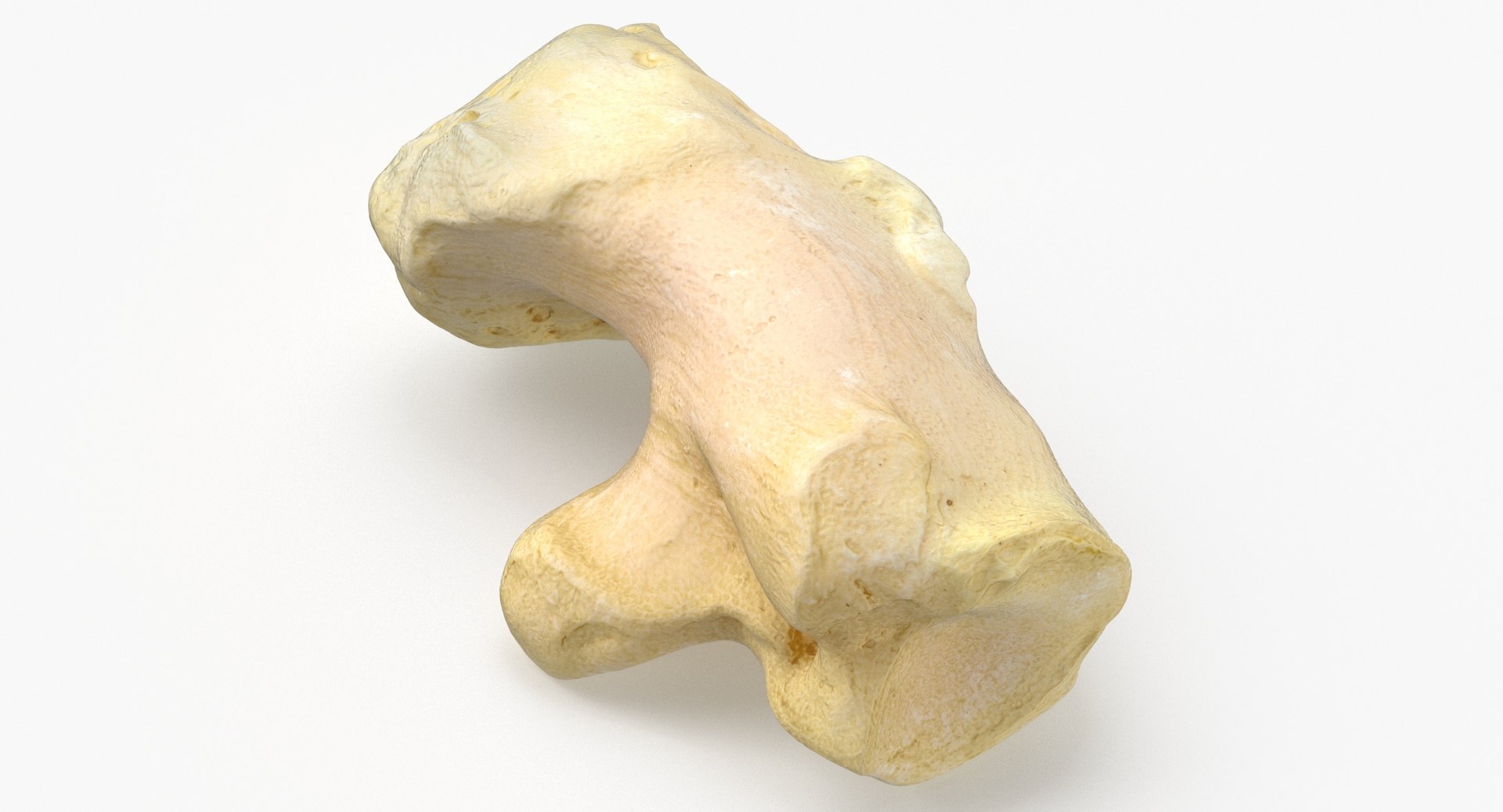 Pavian Monkey Male Calcaneus Bone 01 3D model - TurboSquid 2071813