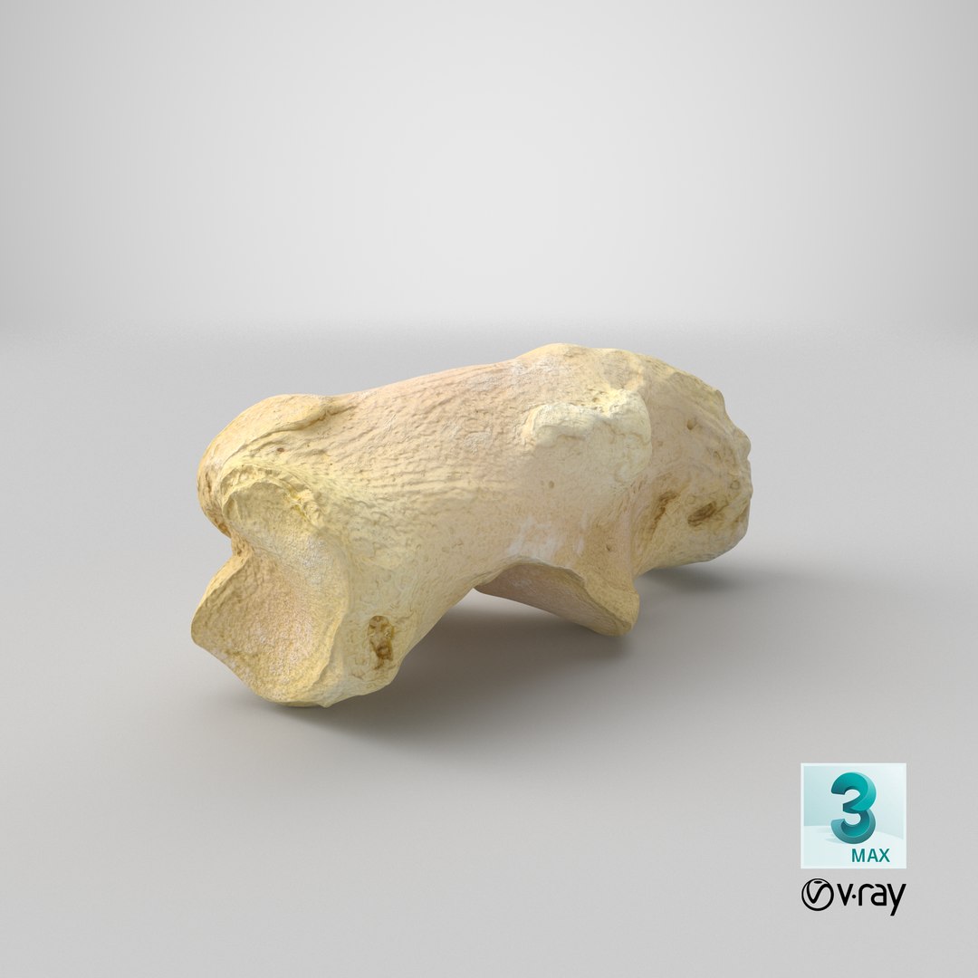 Pavian Monkey Male Calcaneus Bone 01 3D model - TurboSquid 2071813