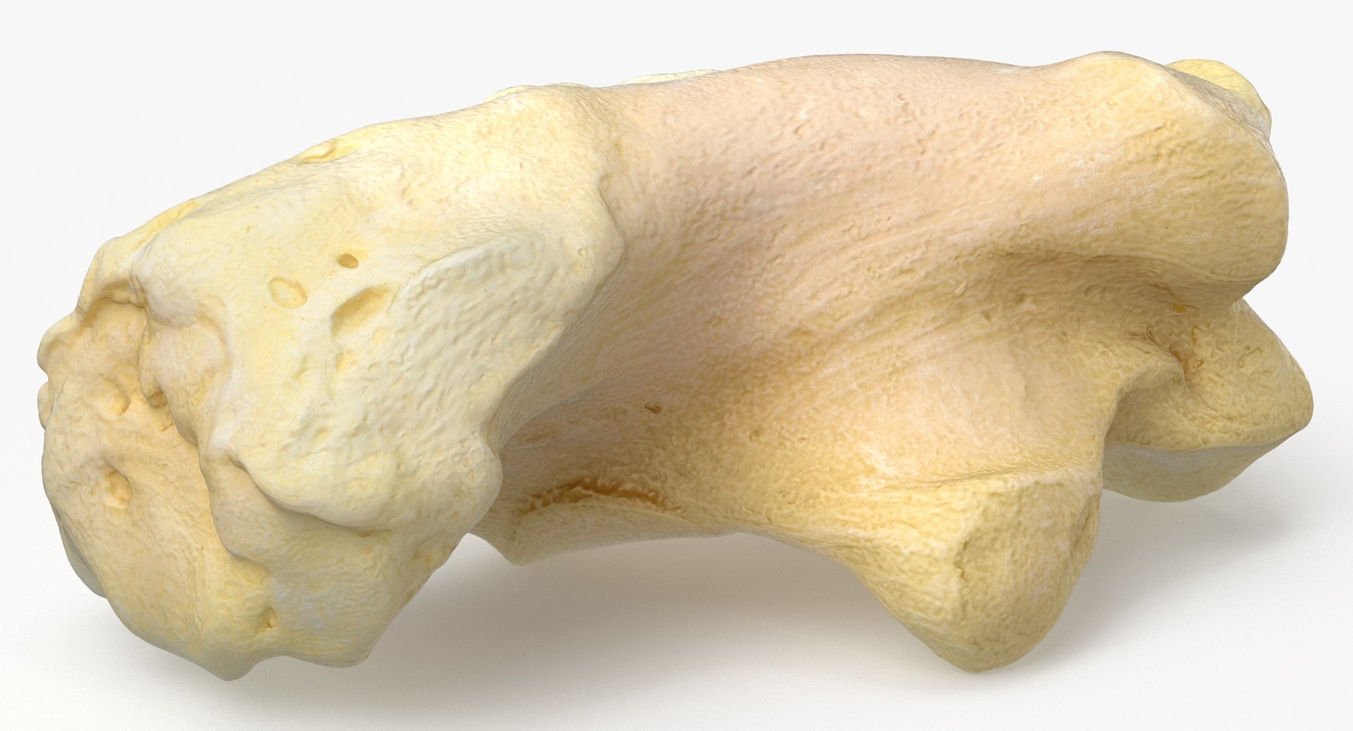 Pavian Monkey Male Calcaneus Bone 01 3D model - TurboSquid 2071813