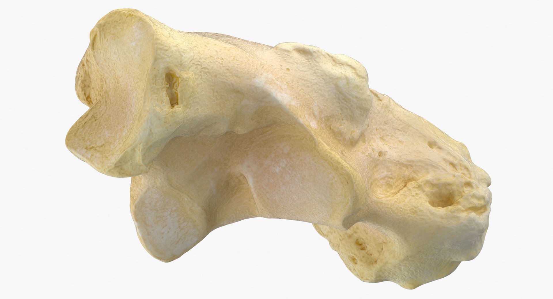 Pavian Monkey Male Calcaneus Bone 01 3D model - TurboSquid 2071813