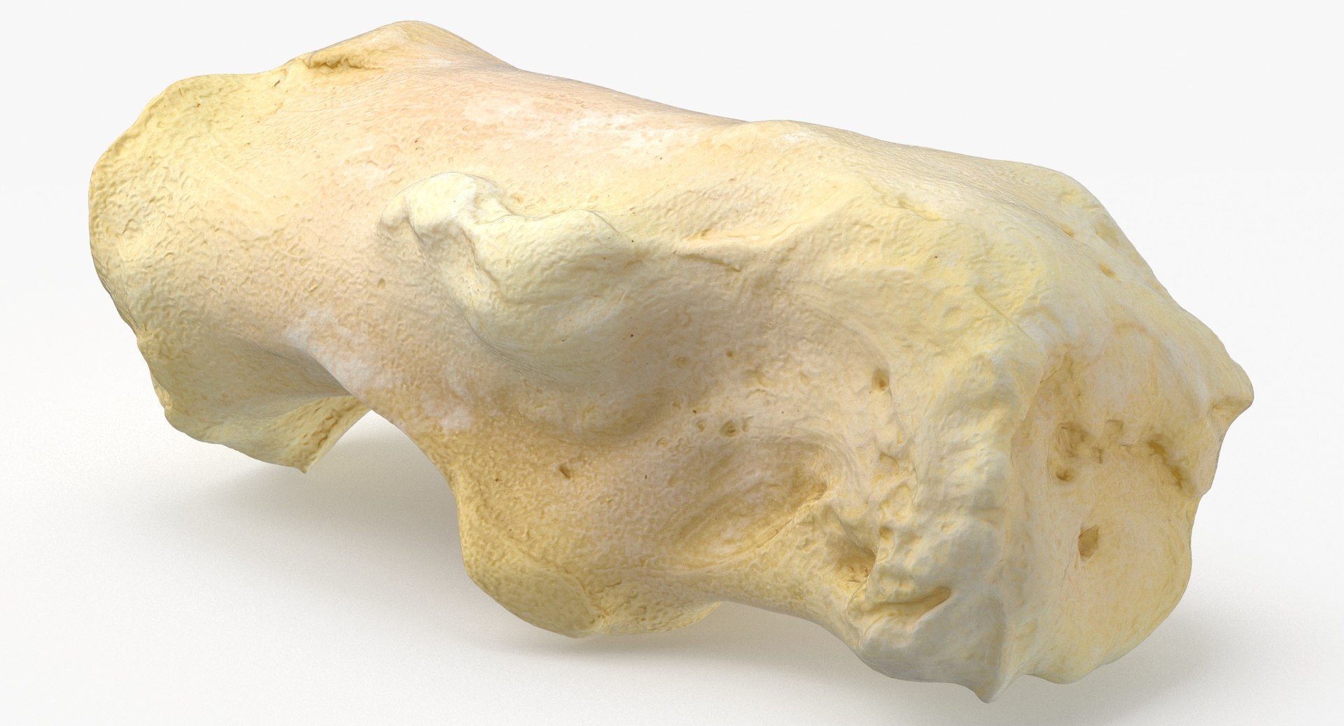 Pavian Monkey Male Calcaneus Bone 01 3D model - TurboSquid 2071813