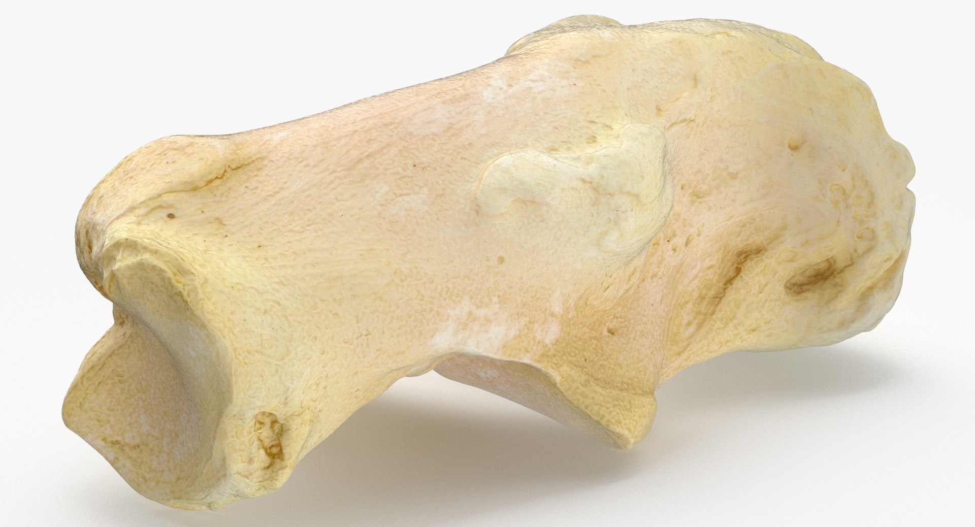 Pavian Monkey Male Calcaneus Bone 01 3D model - TurboSquid 2071813