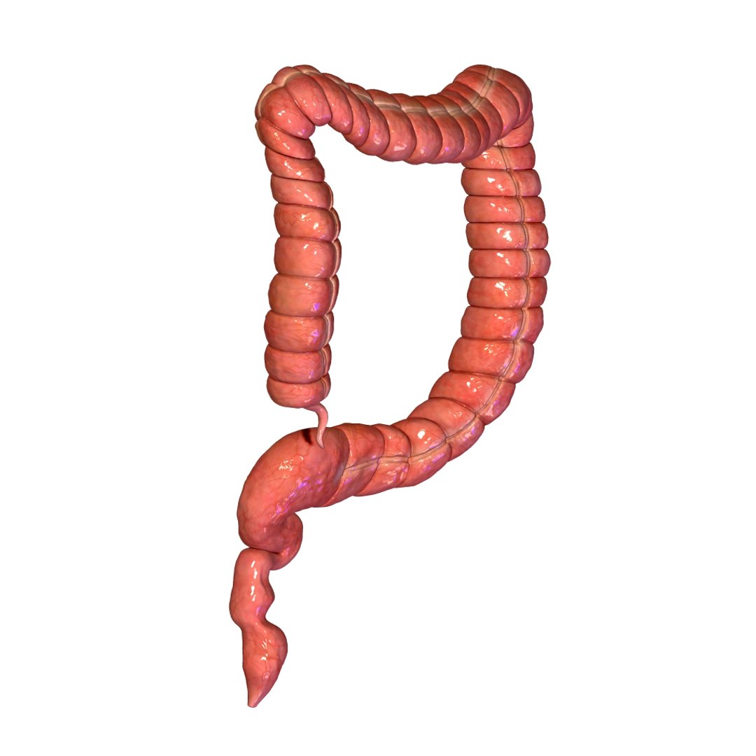Large Intestine Obj