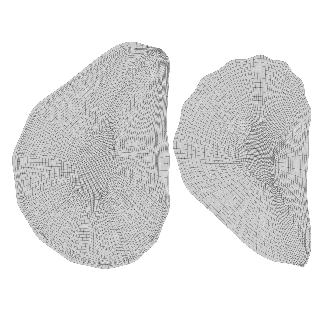 3D Model OYSTER SHELL - TurboSquid 1898577