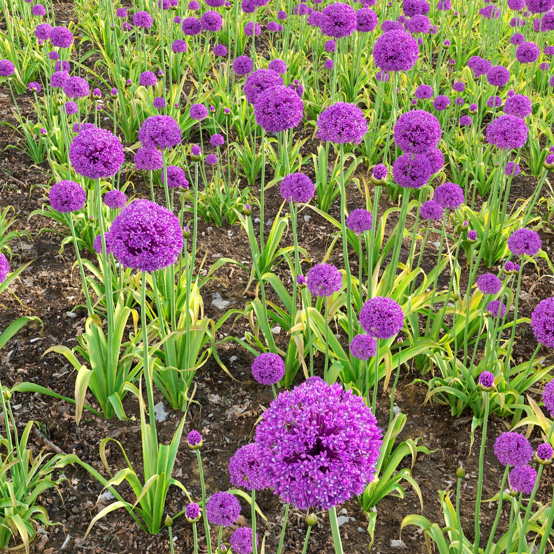 Allium Hollandicum - Purple Sensation - Ornamental Onion 3D Model ...