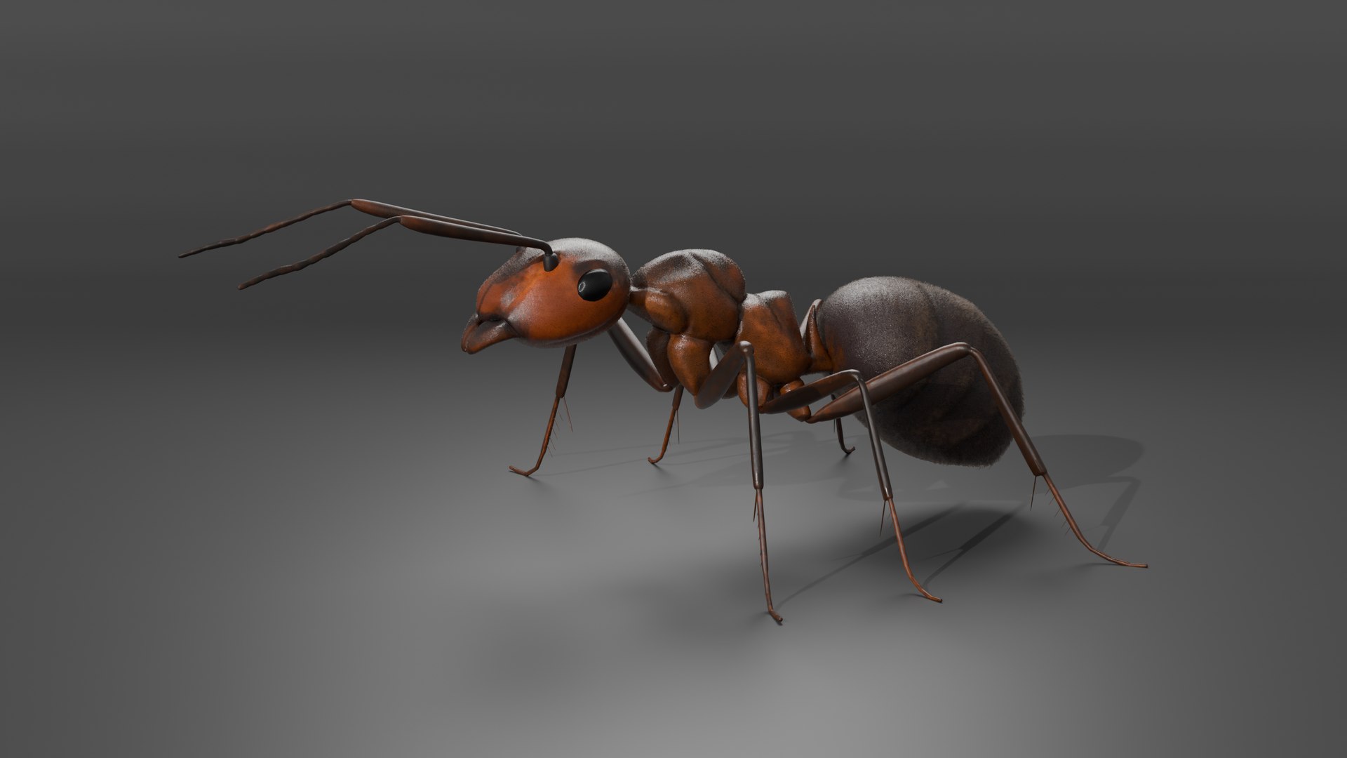 Ant 3D Model Rigged 3D - TurboSquid 2337879