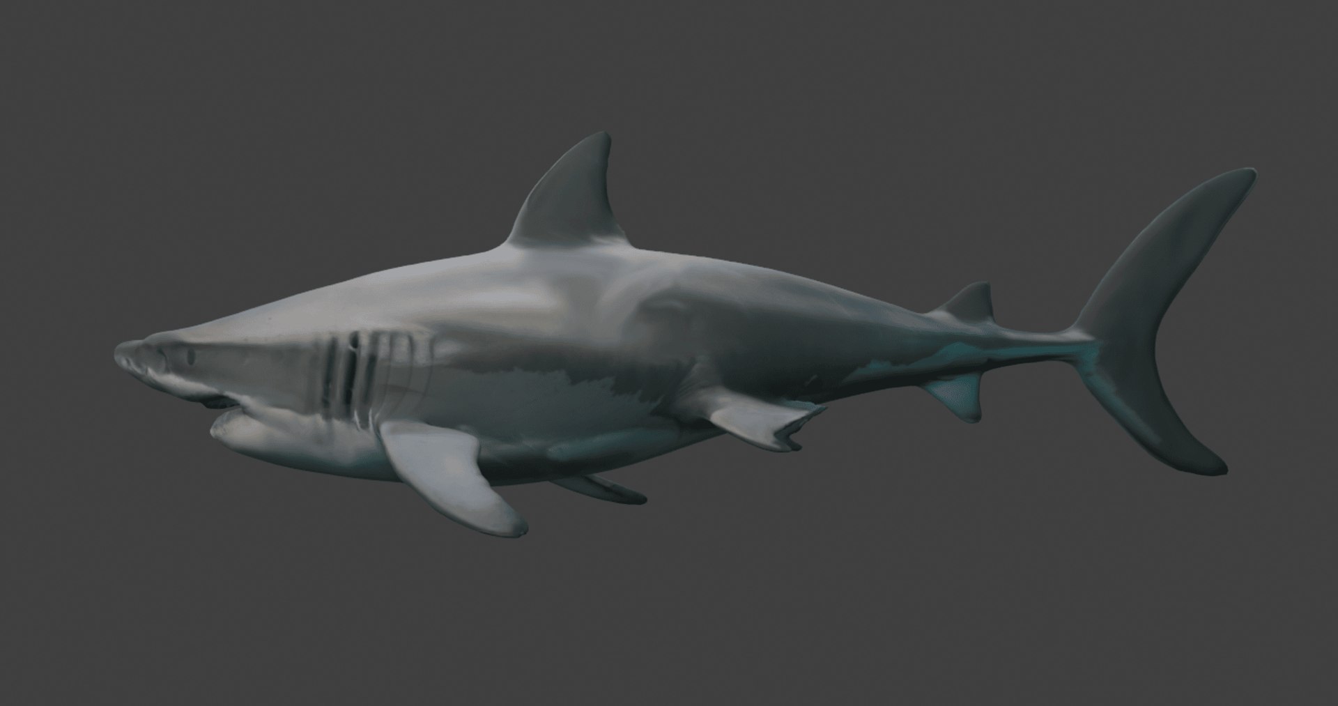 Shark 3D Model - TurboSquid 2284699