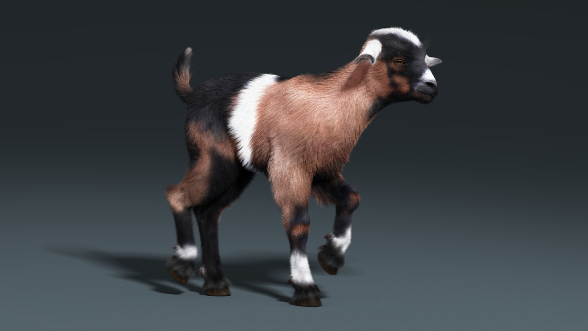 3d Model Baby Goat Fur Rigged