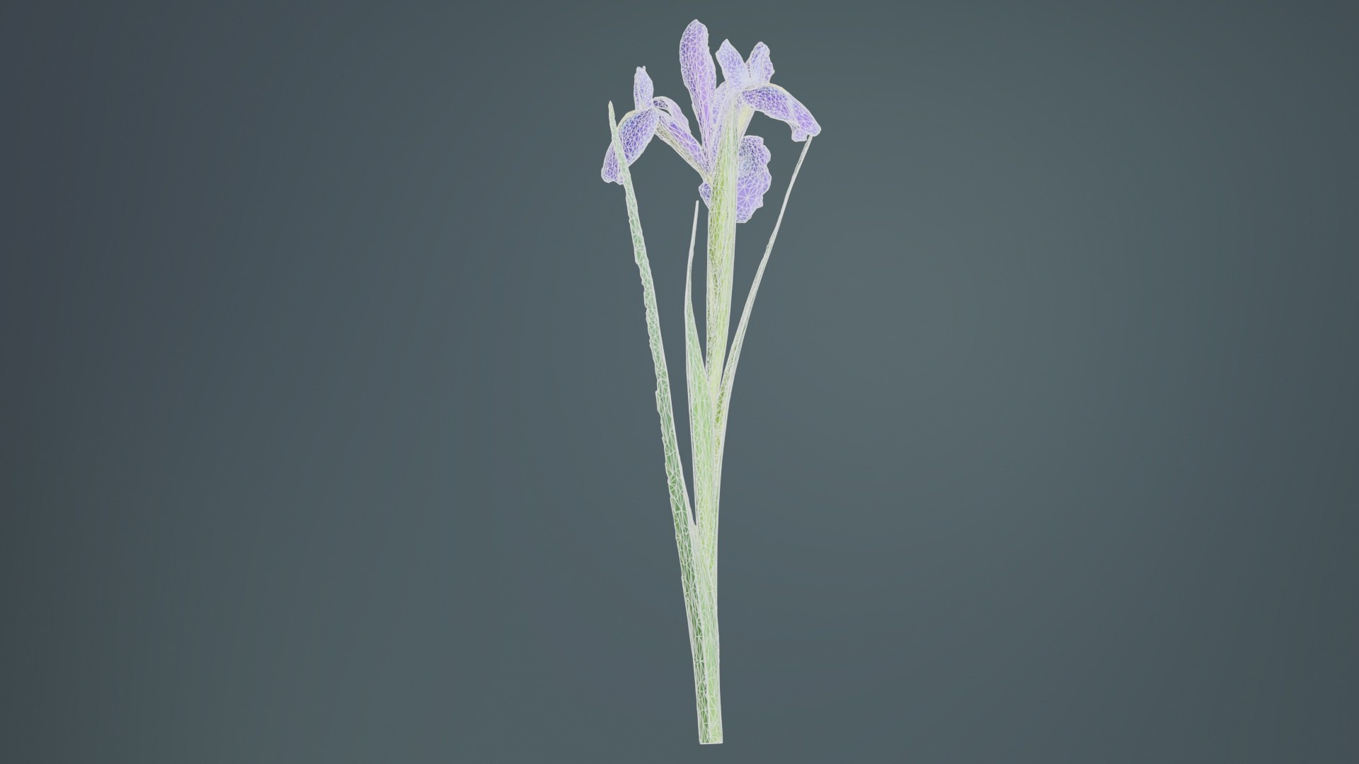 3D Model Spanish Iris Small Bulbous Rooted Iris Iris Xiphium Remastered ...