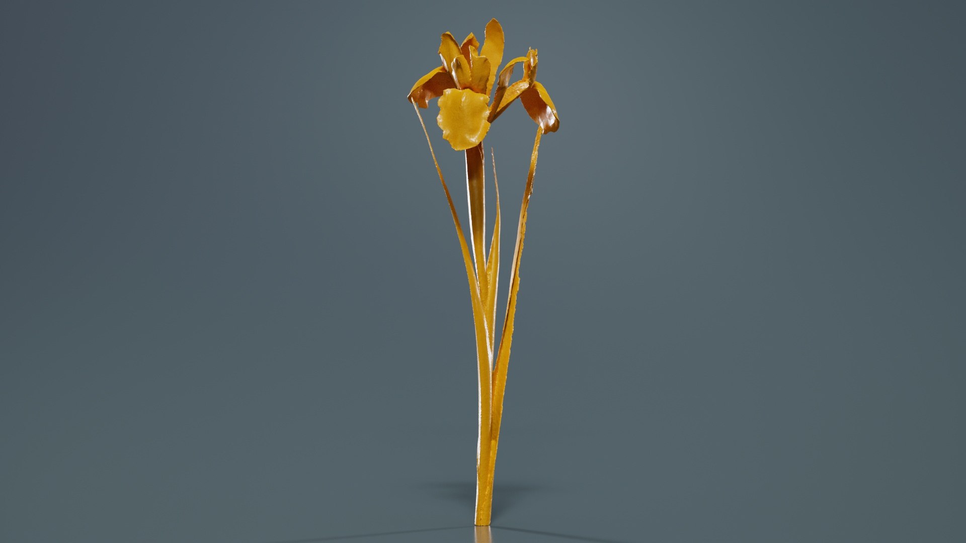 3D Model Spanish Iris Small Bulbous Rooted Iris Iris Xiphium Remastered ...