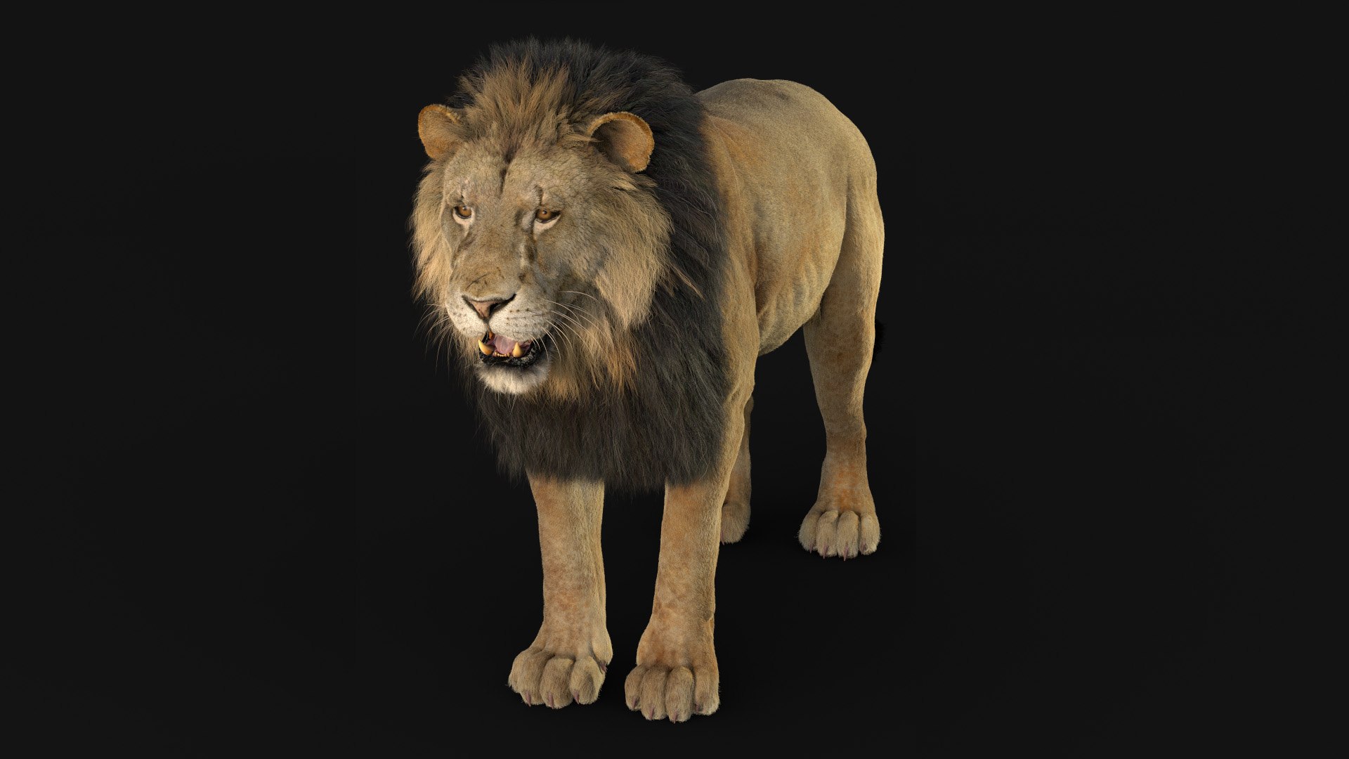 3D lion rigged redshift model - TurboSquid 1492823