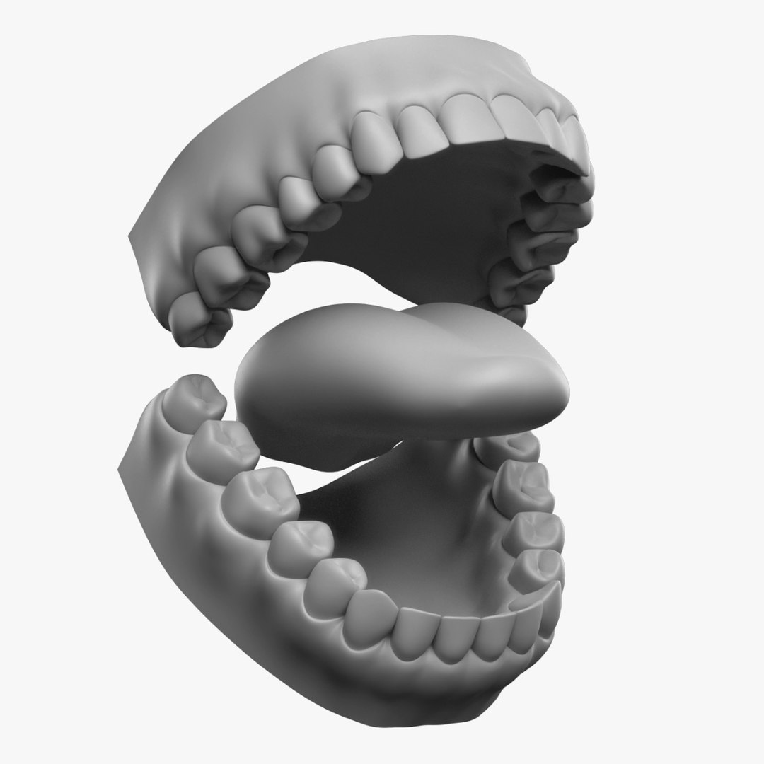 modelo 3d Realistic Human Jaws and Tongue - TurboSquid 2014042
