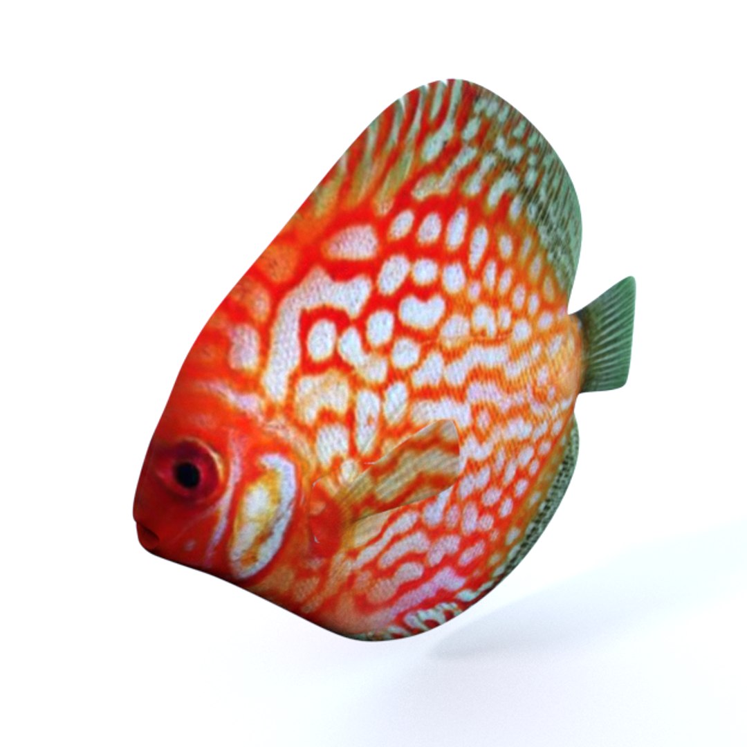 Disco Fish Model - TurboSquid 1316769