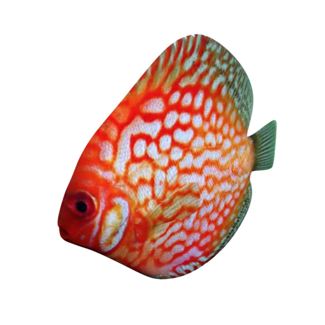 Disco Fish Model - TurboSquid 1316769