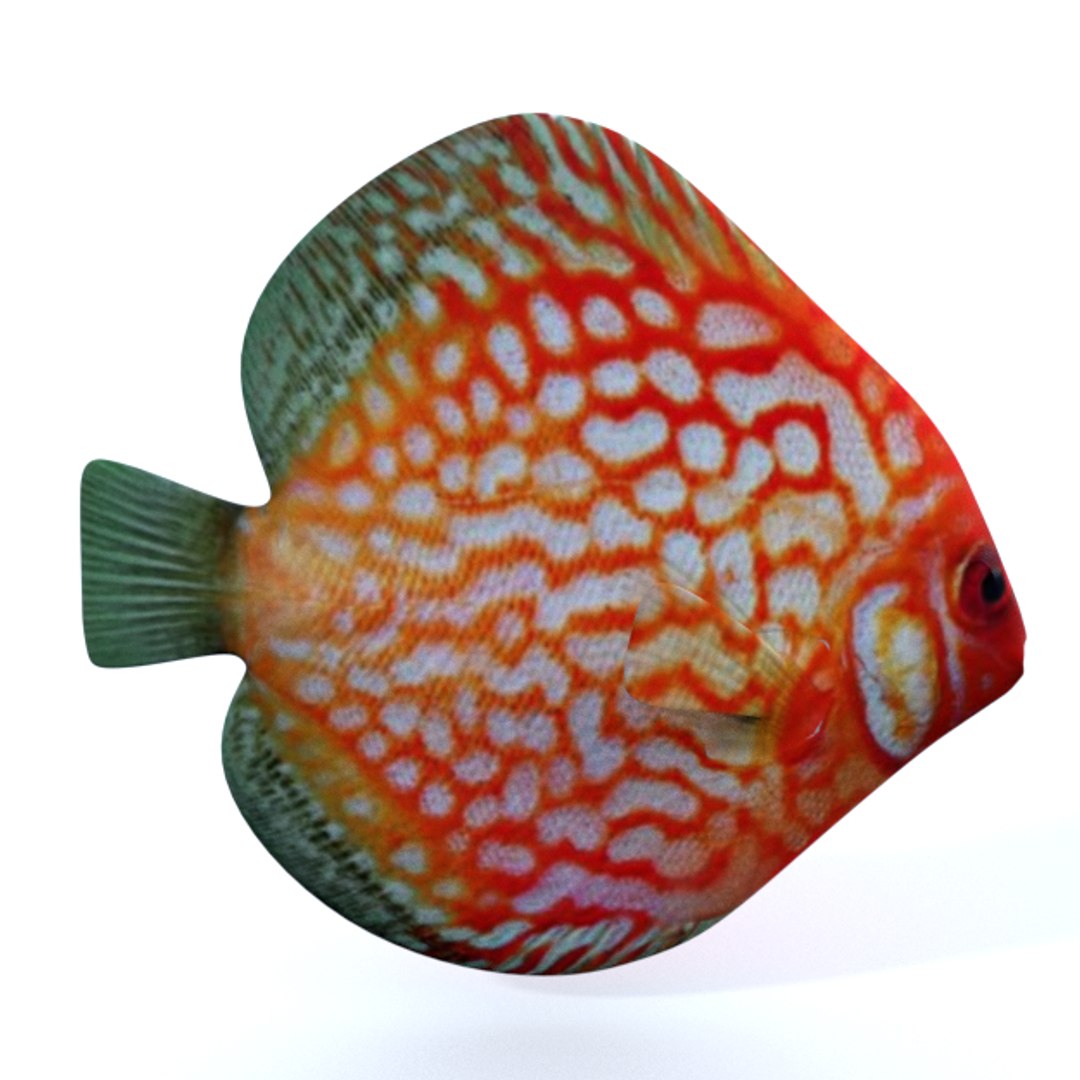Disco Fish Model - TurboSquid 1316769