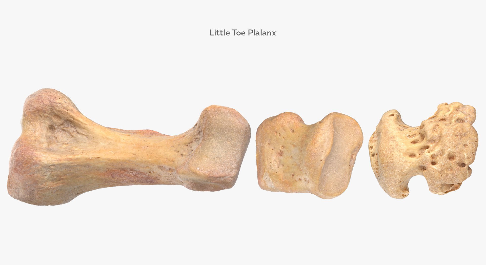 Human Phalanges Bones of the Little Toe Yellow - 3 models 3D model ...