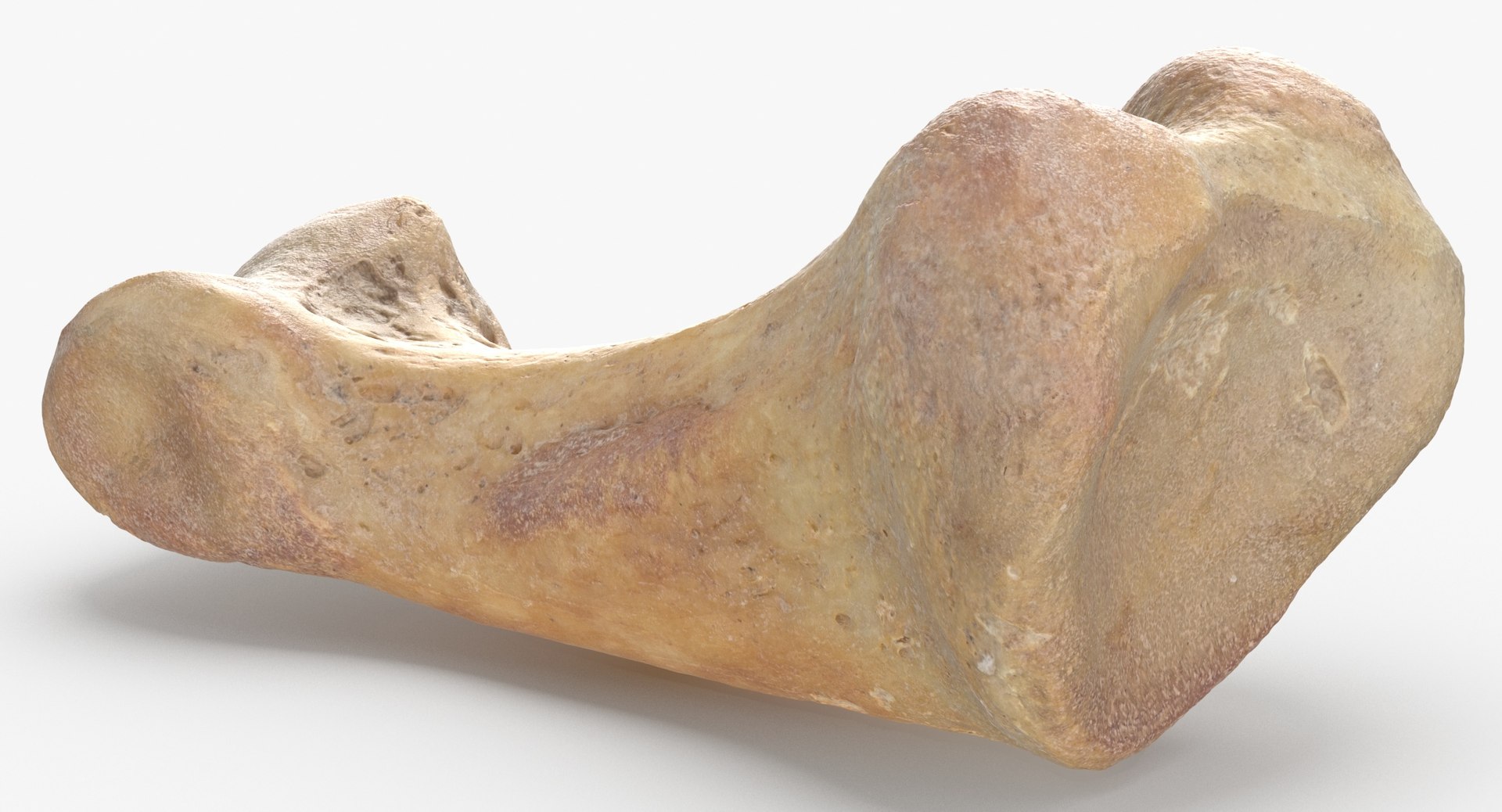 Human Phalanges Bones of the Little Toe Yellow - 3 models 3D model ...