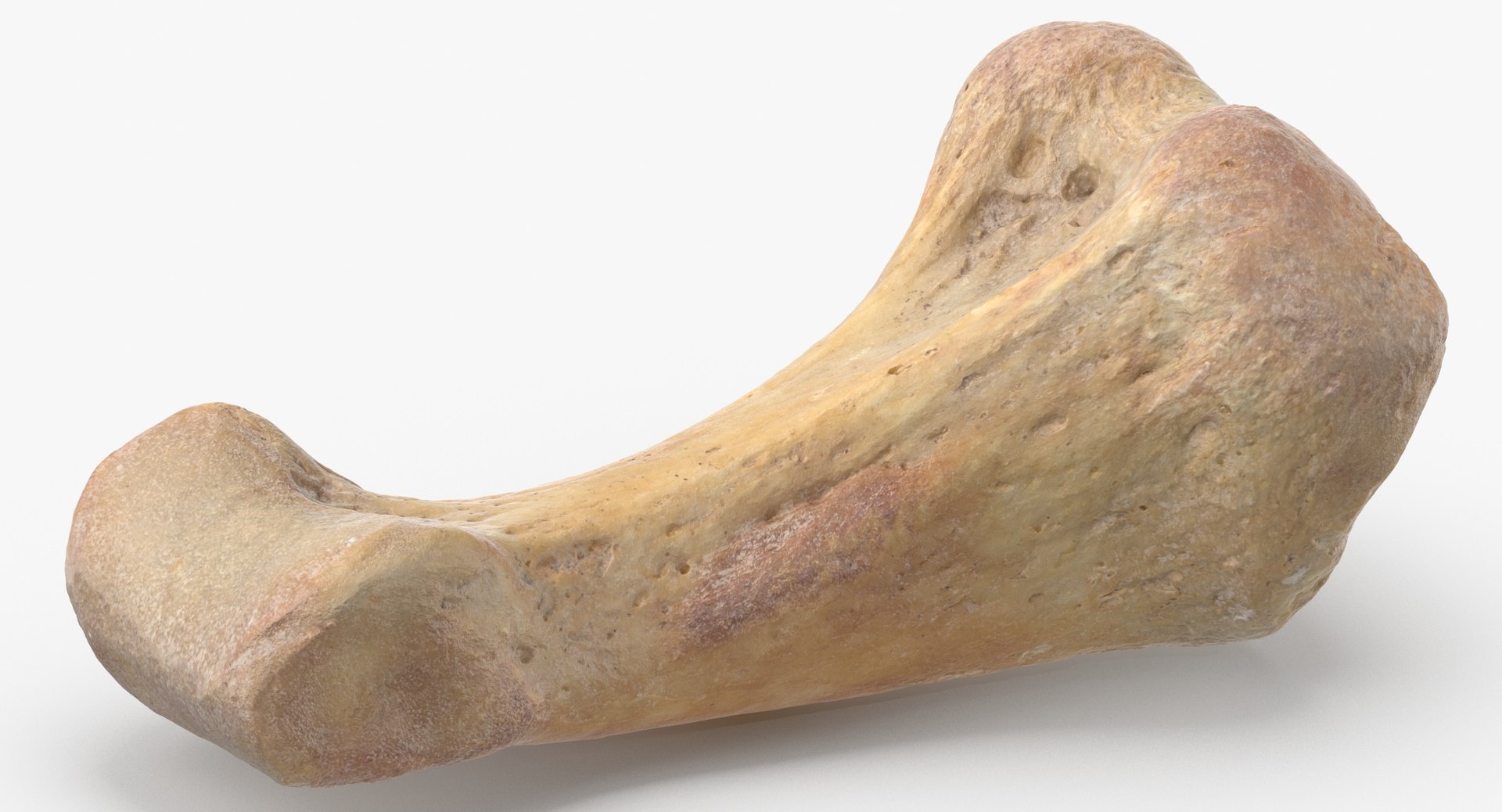 Human Phalanges Bones of the Little Toe Yellow - 3 models 3D model ...