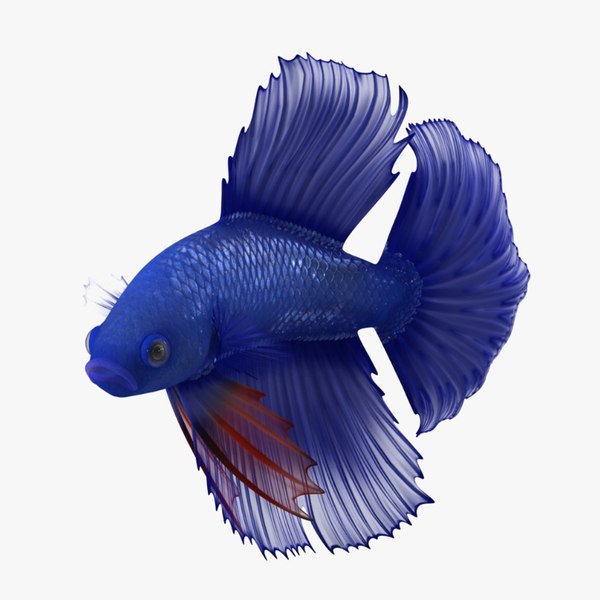 modelo 3d Pez Betta azul preparado para Maya - TurboSquid 2234219