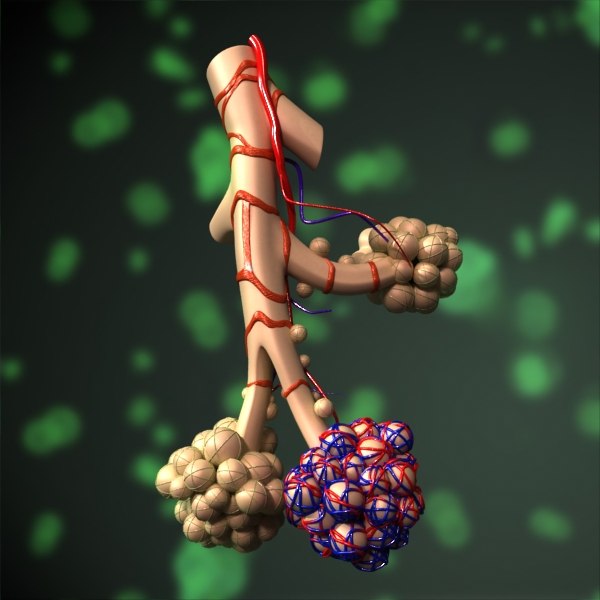 3ds max alveoli anatomy