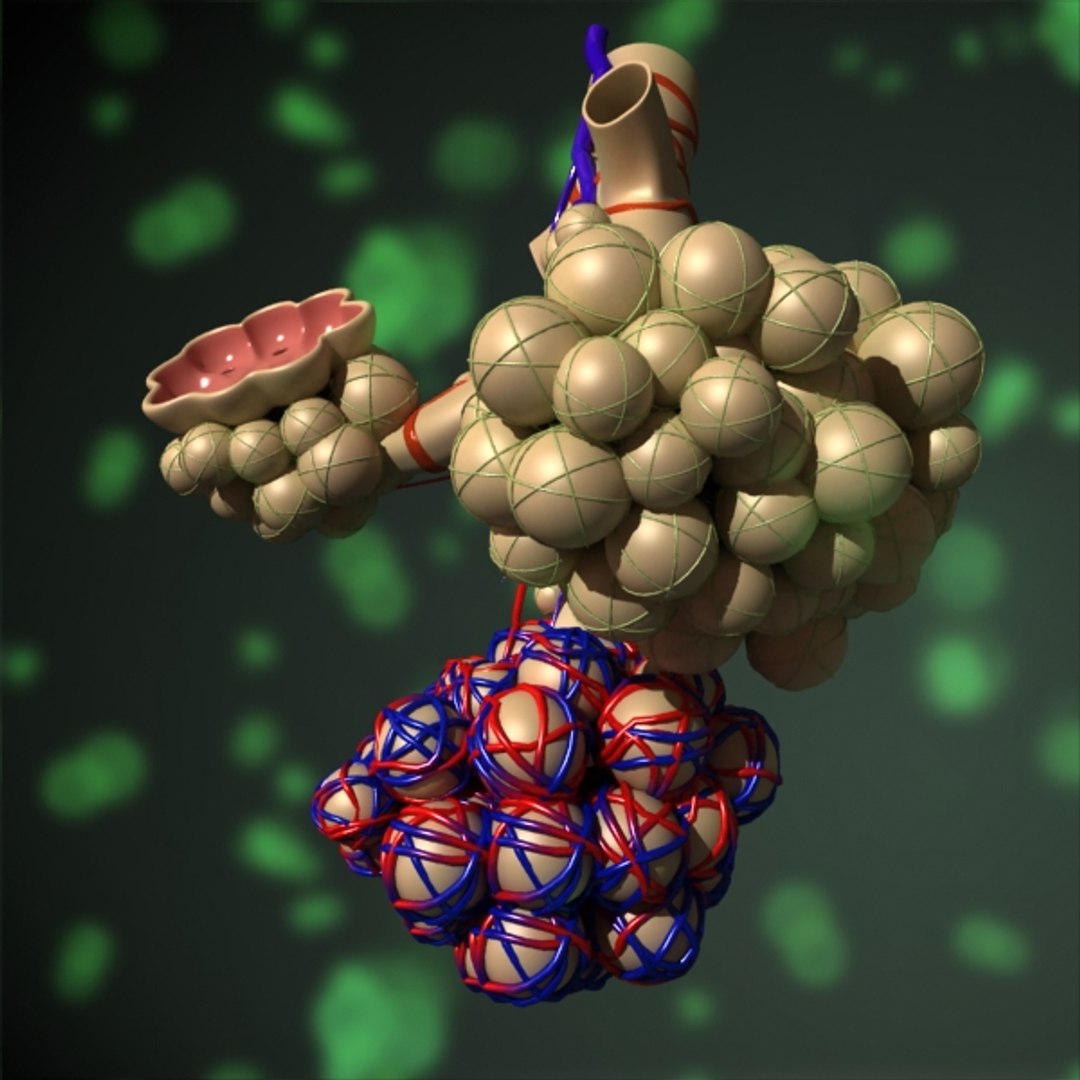 3ds Max Alveoli Anatomy