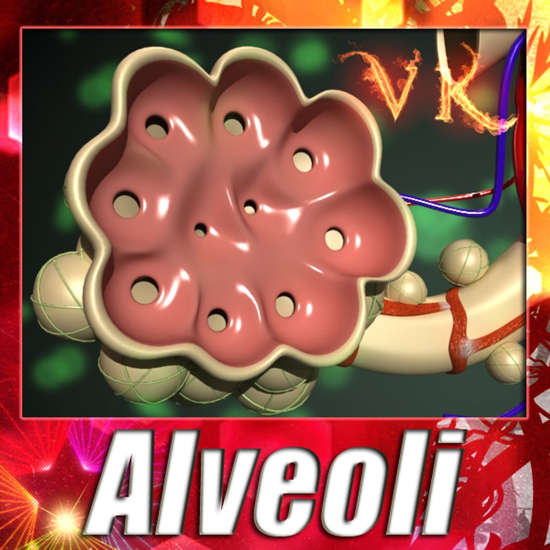 3ds Max Alveoli Anatomy