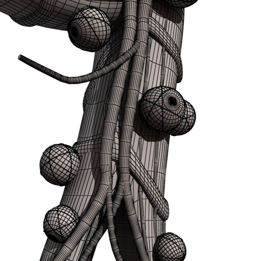 3ds Max Alveoli Anatomy