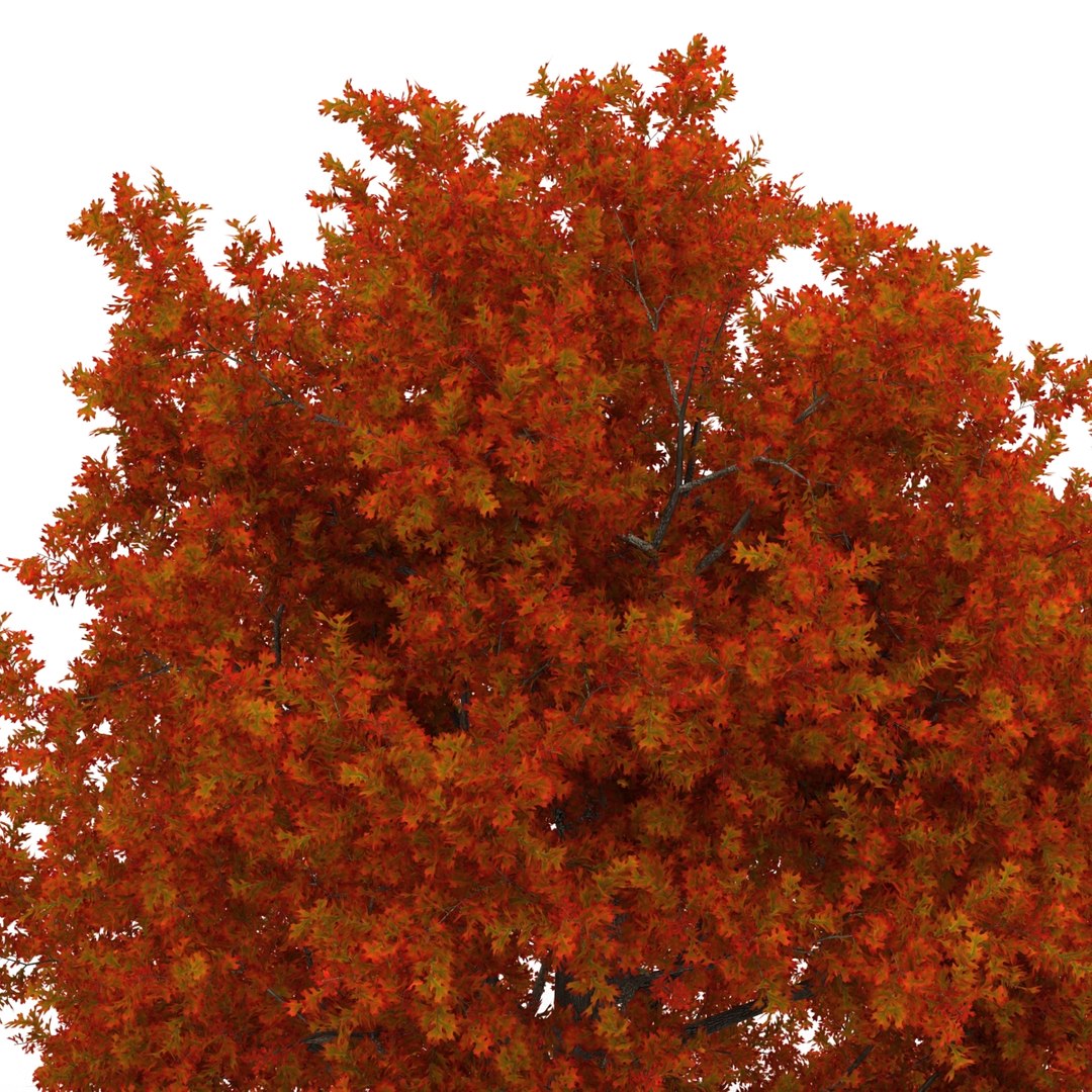 Red Oak Tree Autumn 3d Model