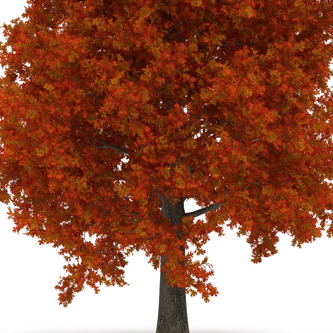 Red Oak Tree Autumn 3d Model